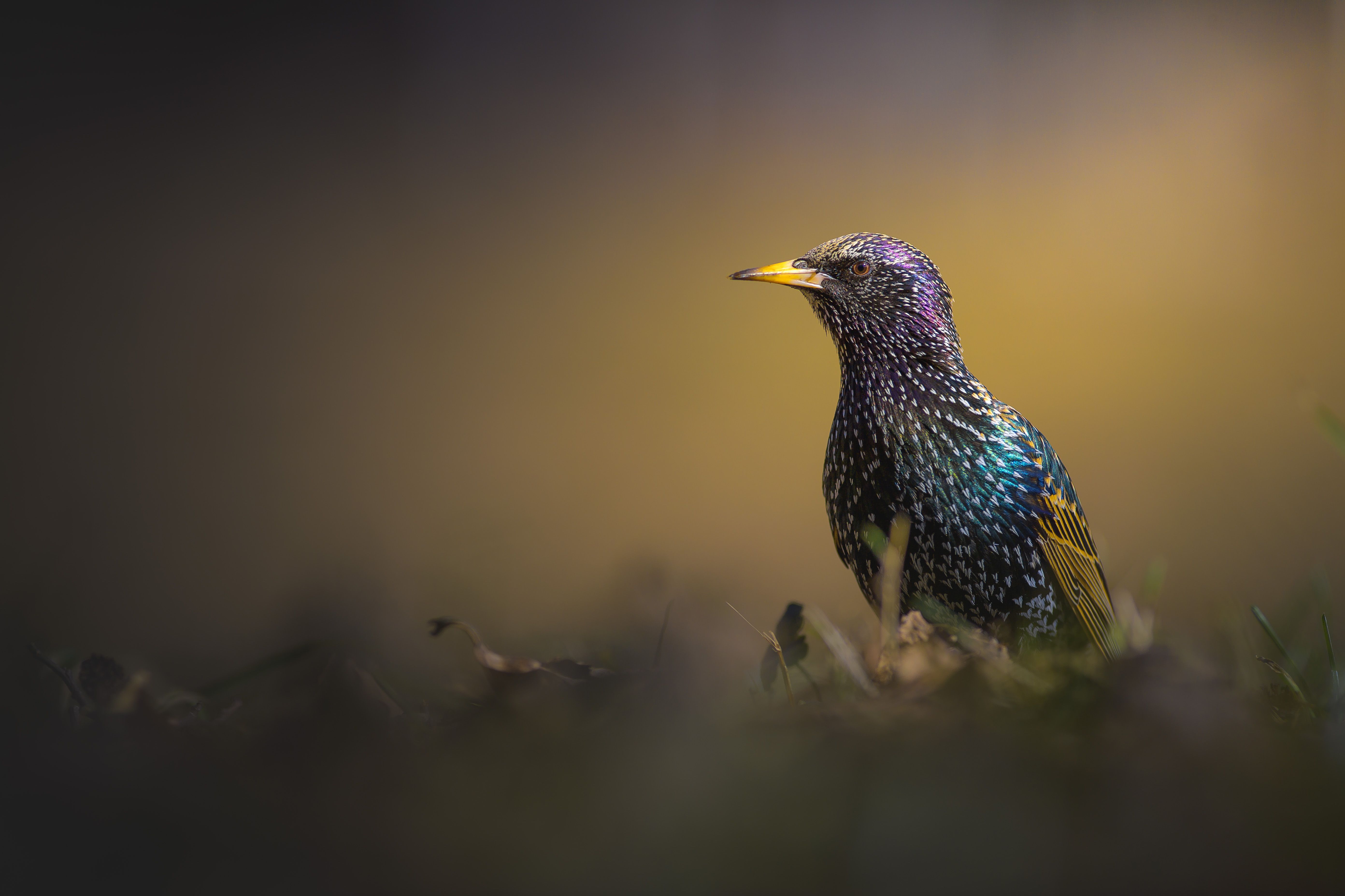 A Colorful Bird With Yellow Beak · Free Stock Photo