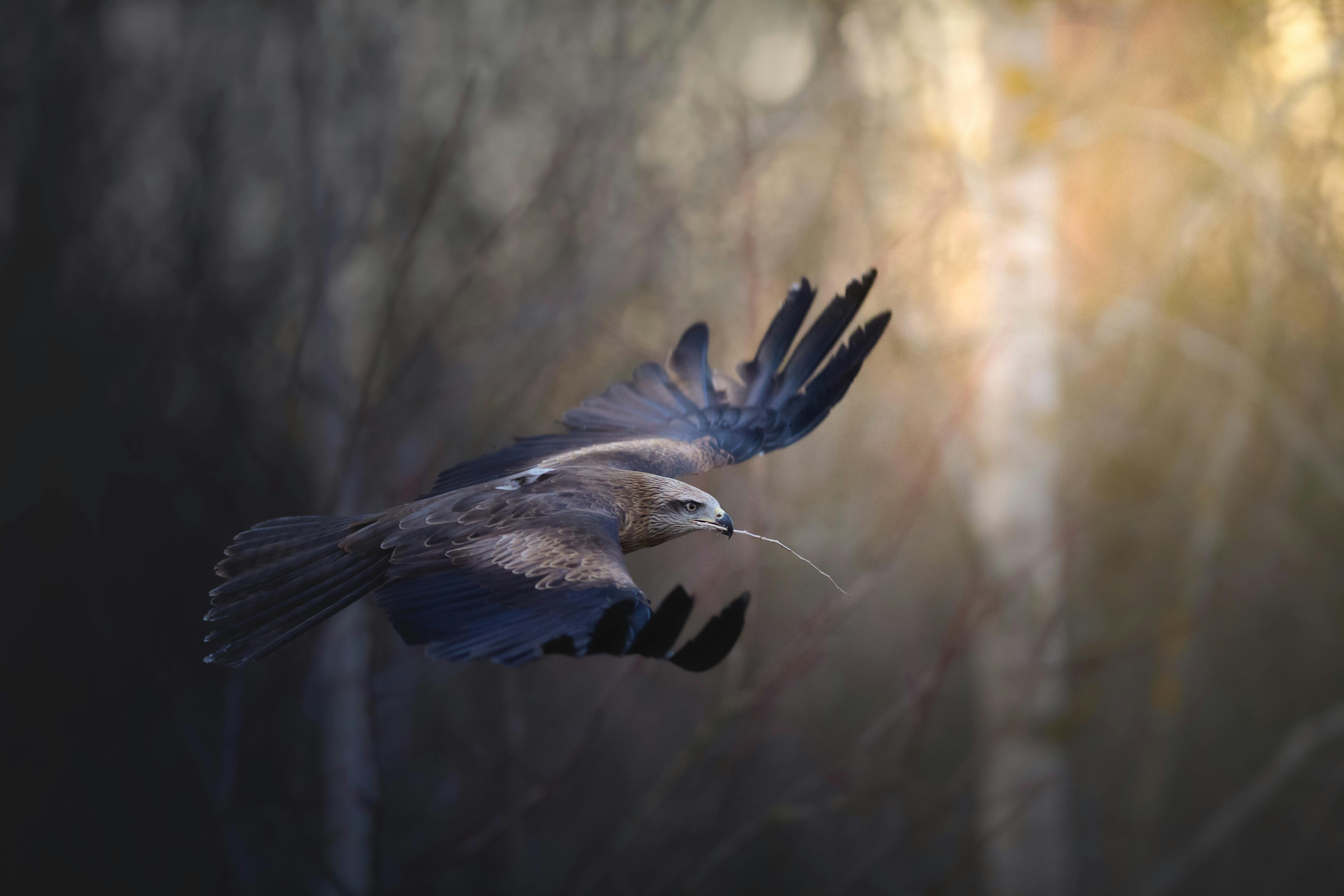 Bird Flying Over Trees · Free Stock Photo