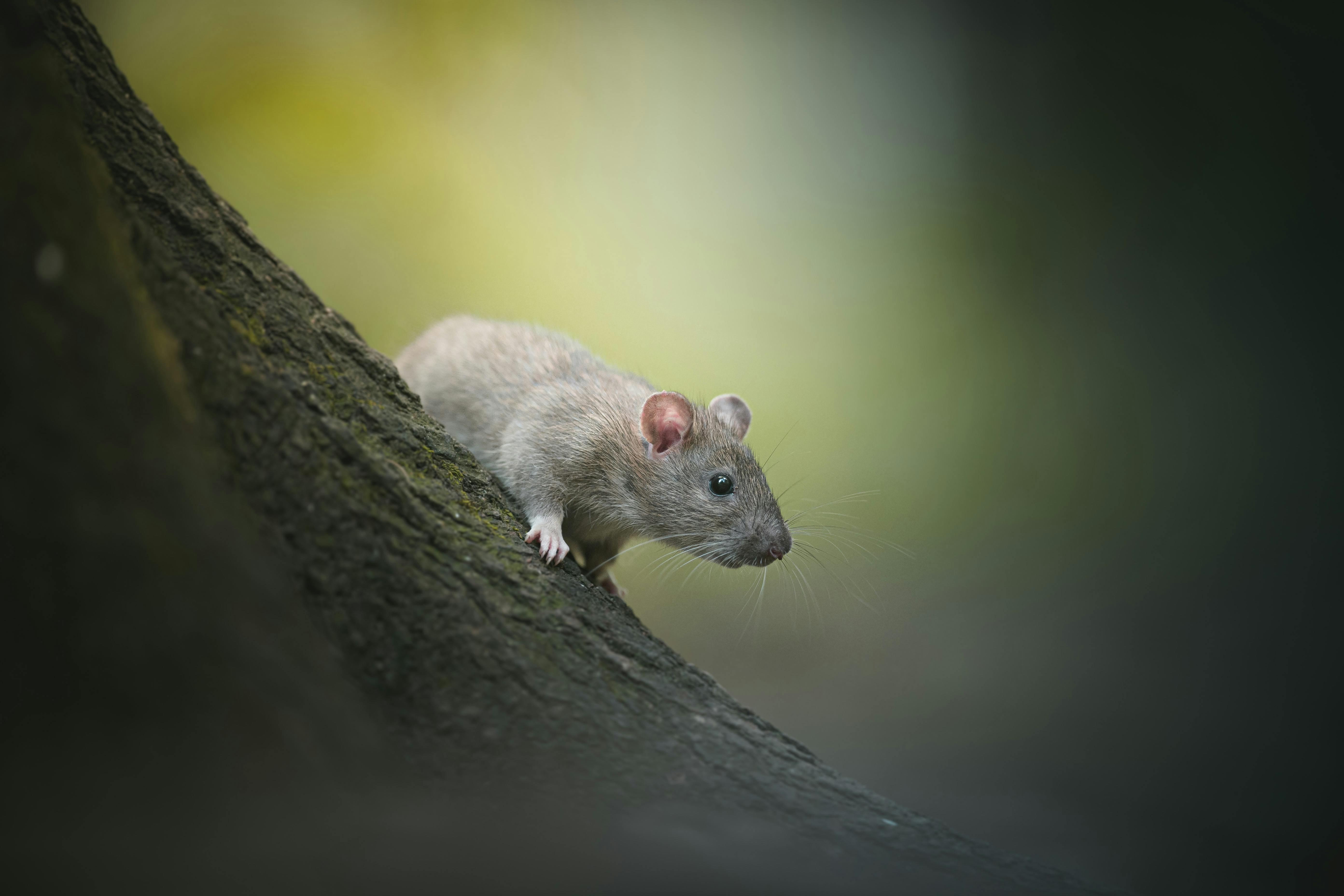 Closeup Photo of Tan Rat · Free Stock Photo