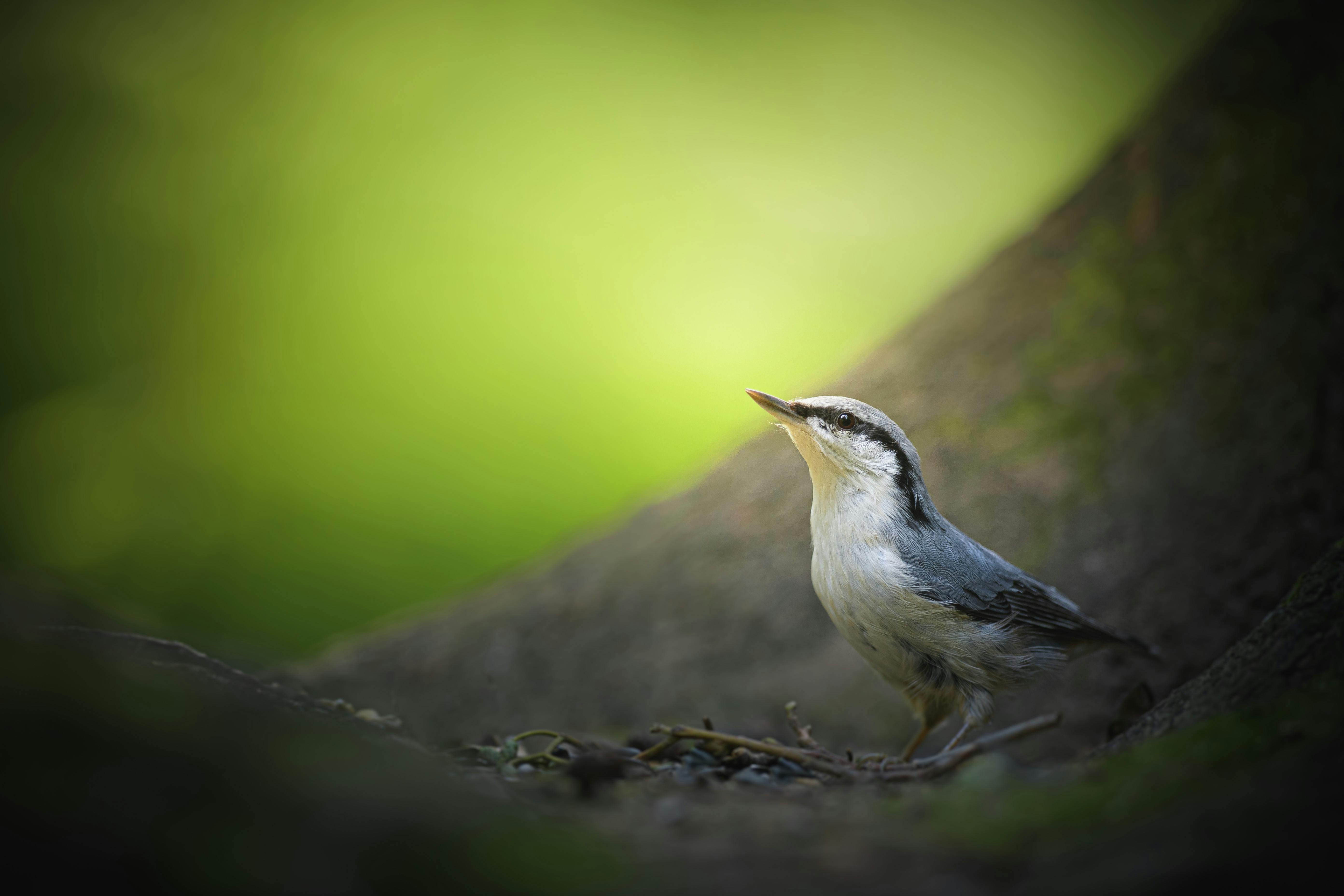 Close Up Photo of Bird on the Ground · Free Stock Photo