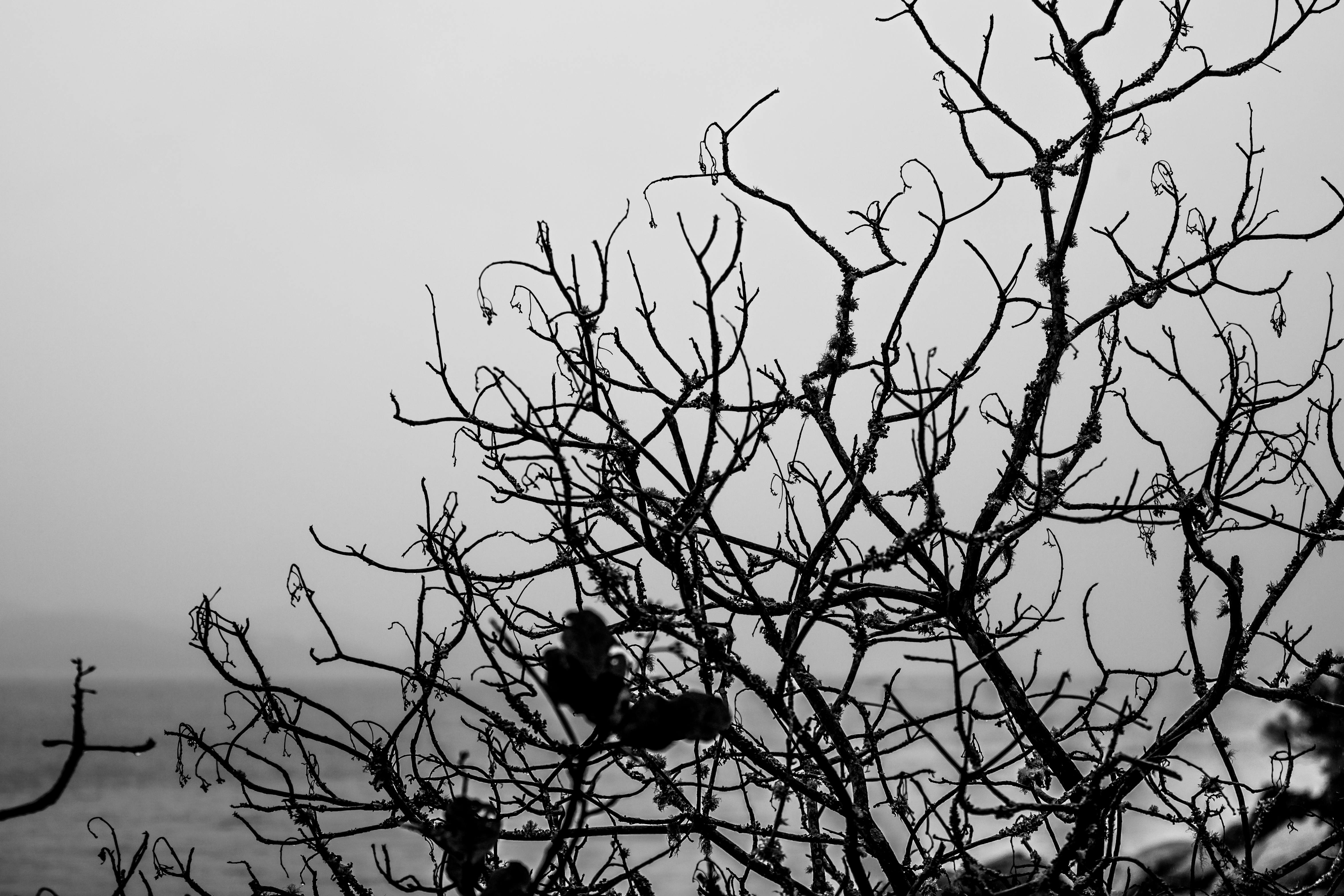 Branches of a Bare Tree · Free Stock Photo