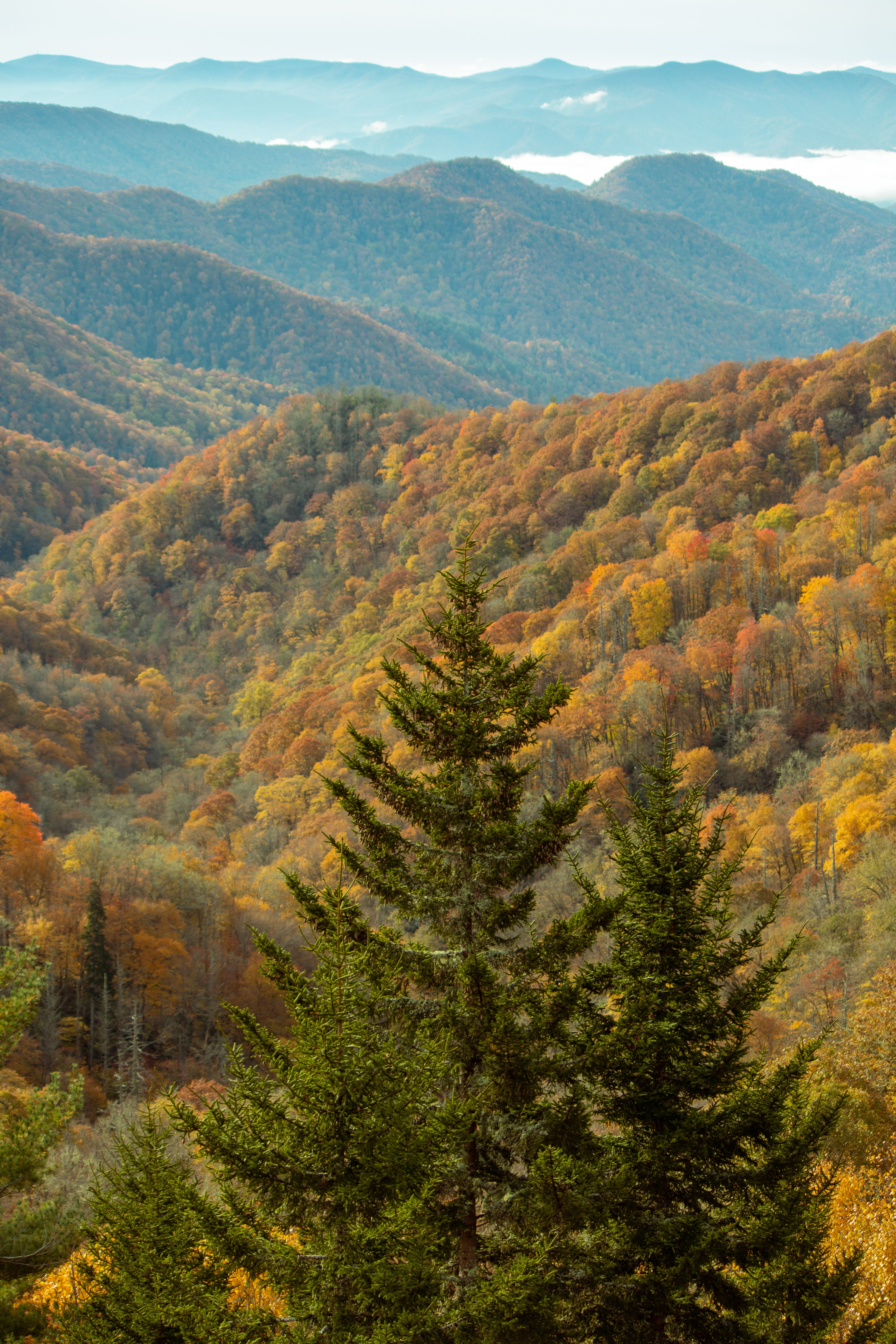 Colorful Trees on Mountains at Autumn · Free Stock Photo