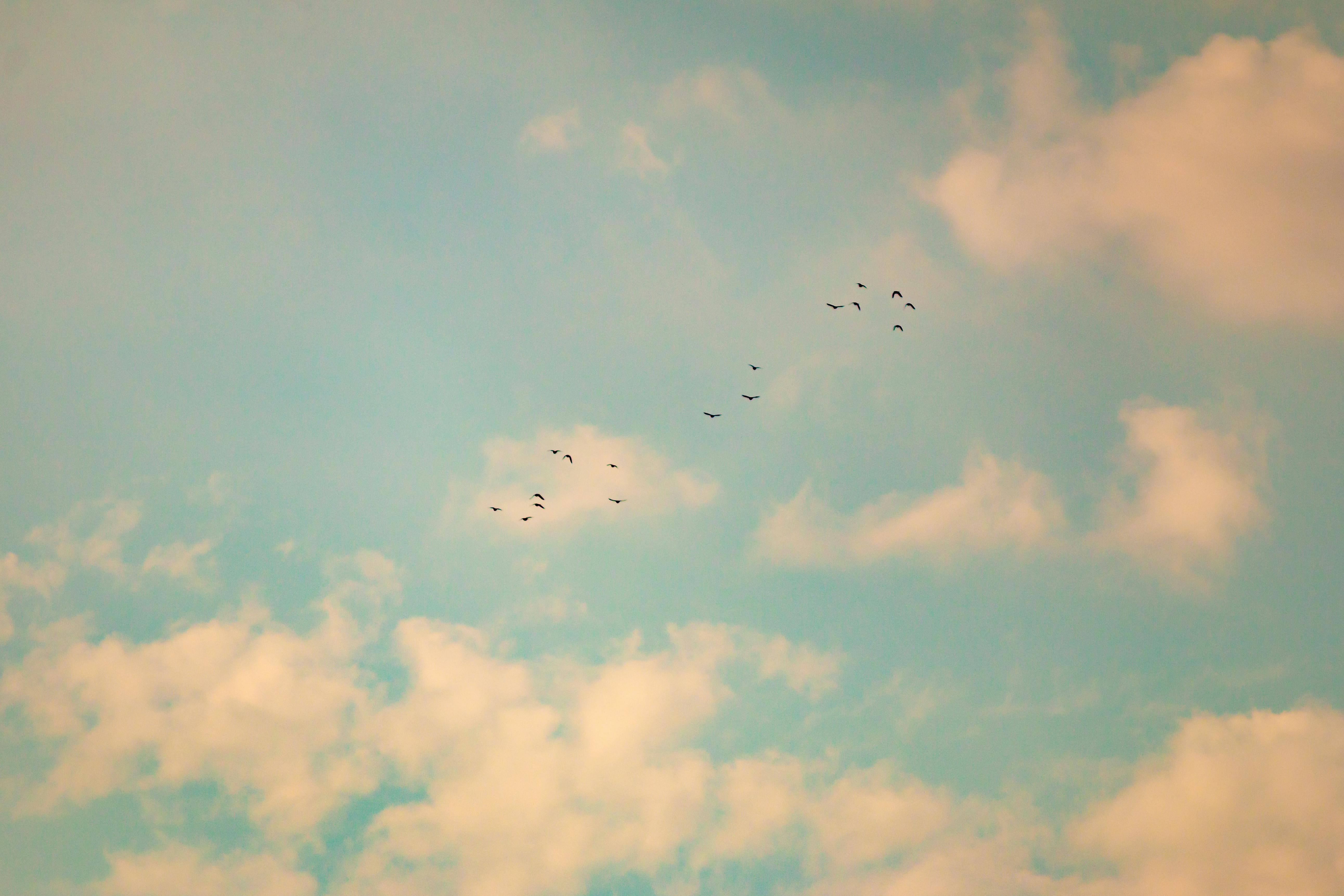 Birds Flying Under the Sky · Free Stock Photo
