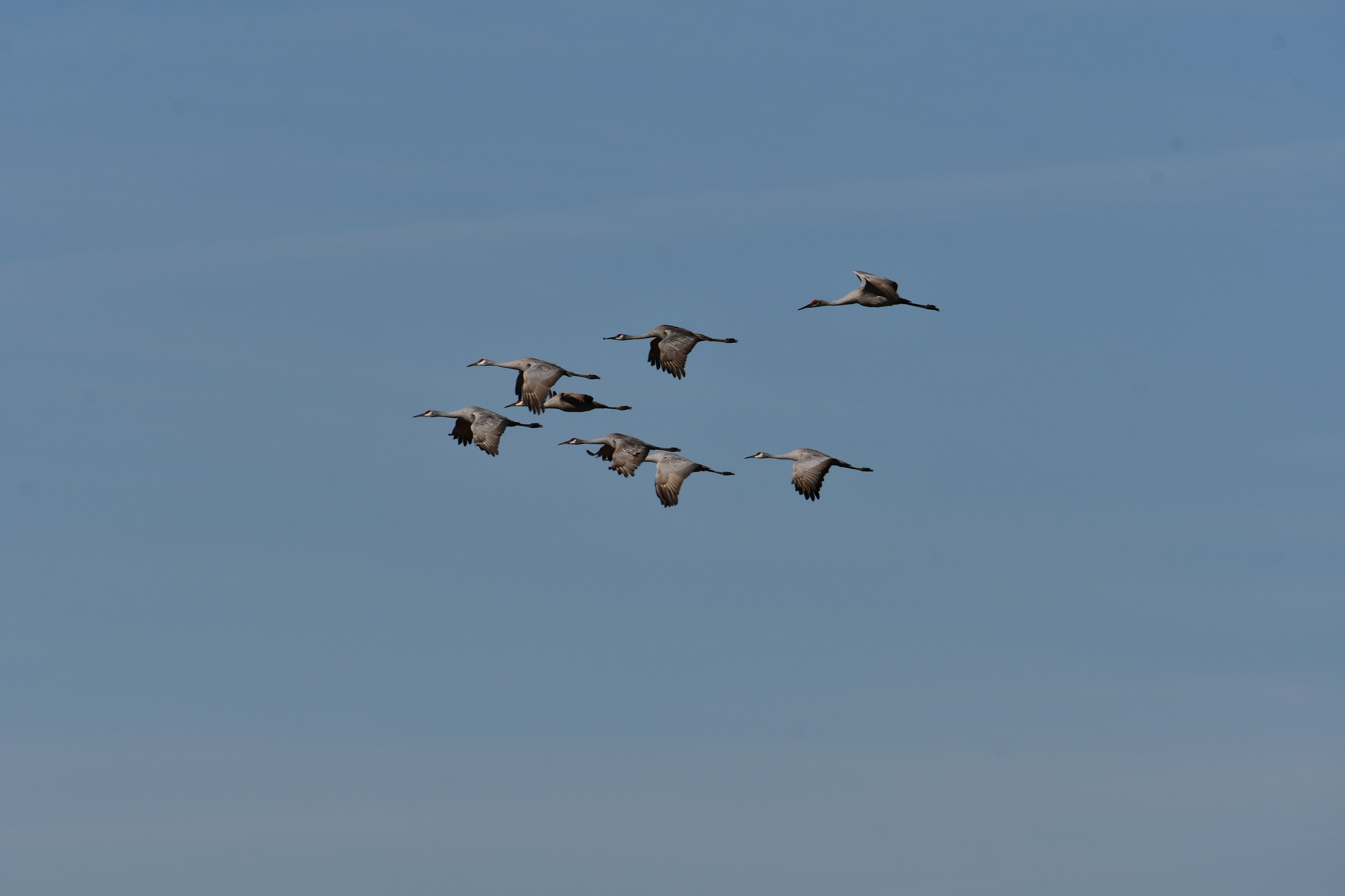 Flying Cranes Photos, Download The BEST Free Flying Cranes Stock Photos ...
