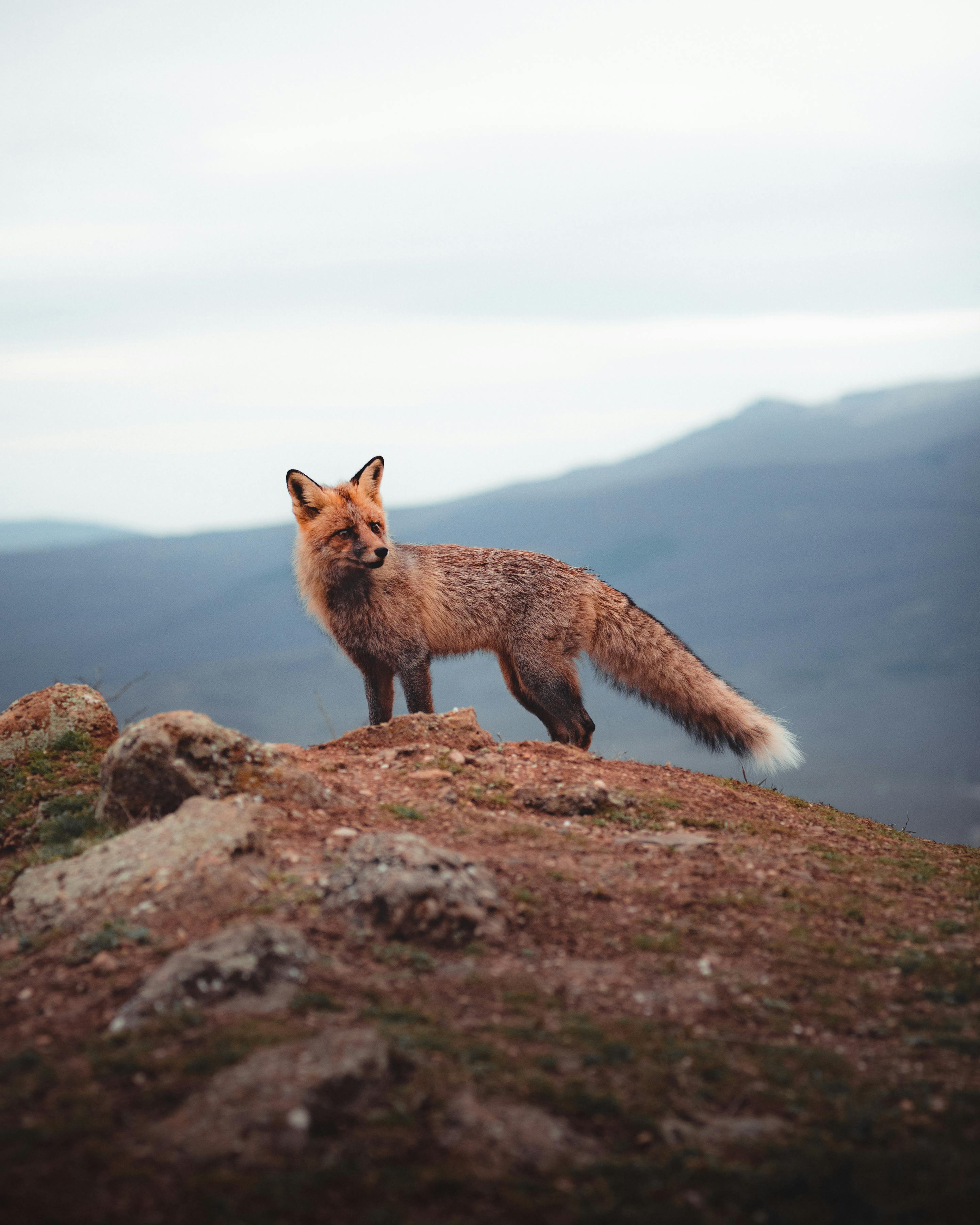 70,000+ Best One Piece Anime Photos · 100% Free Download · Pexels Stock ...