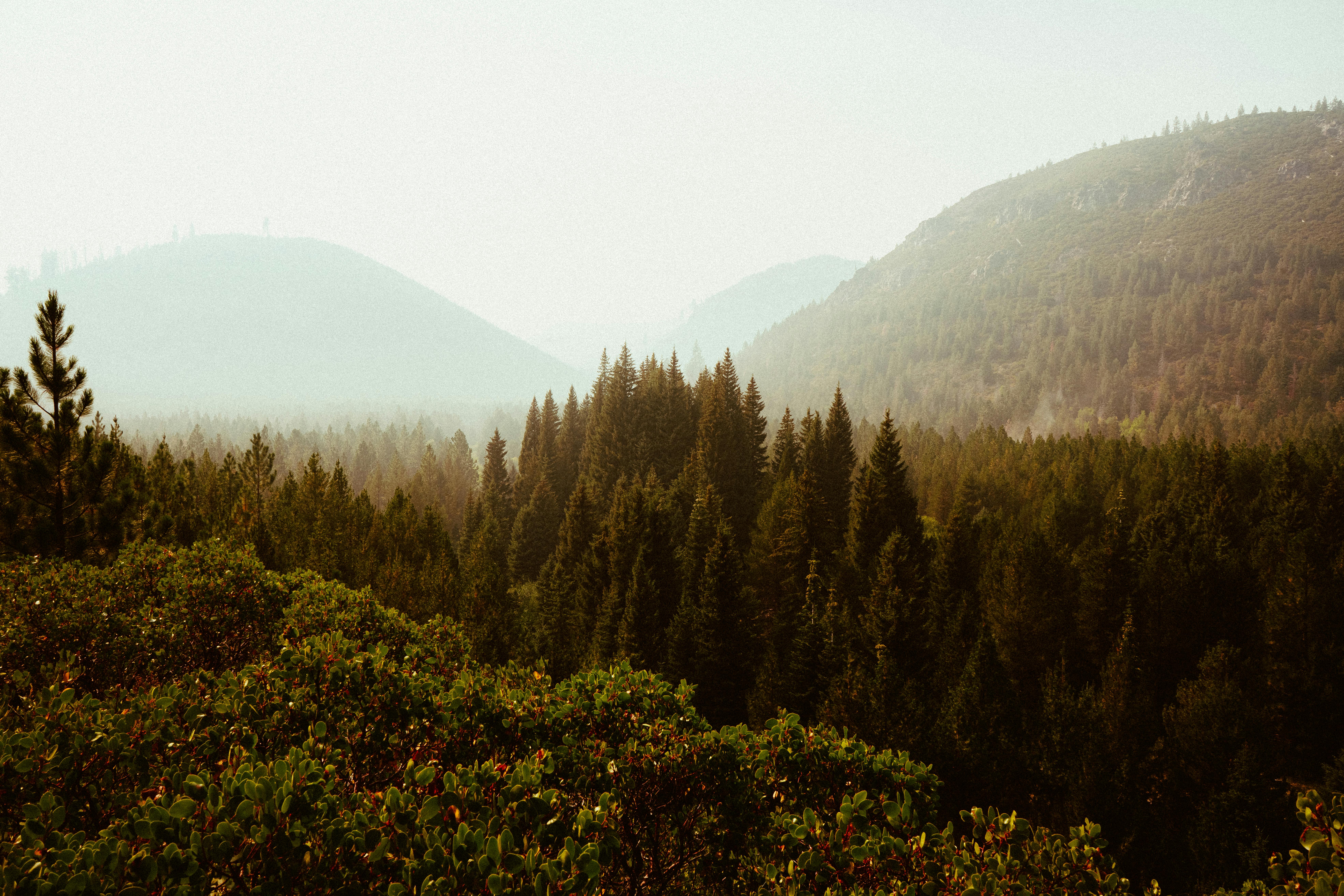 Green Trees on Mountain · Free Stock Photo