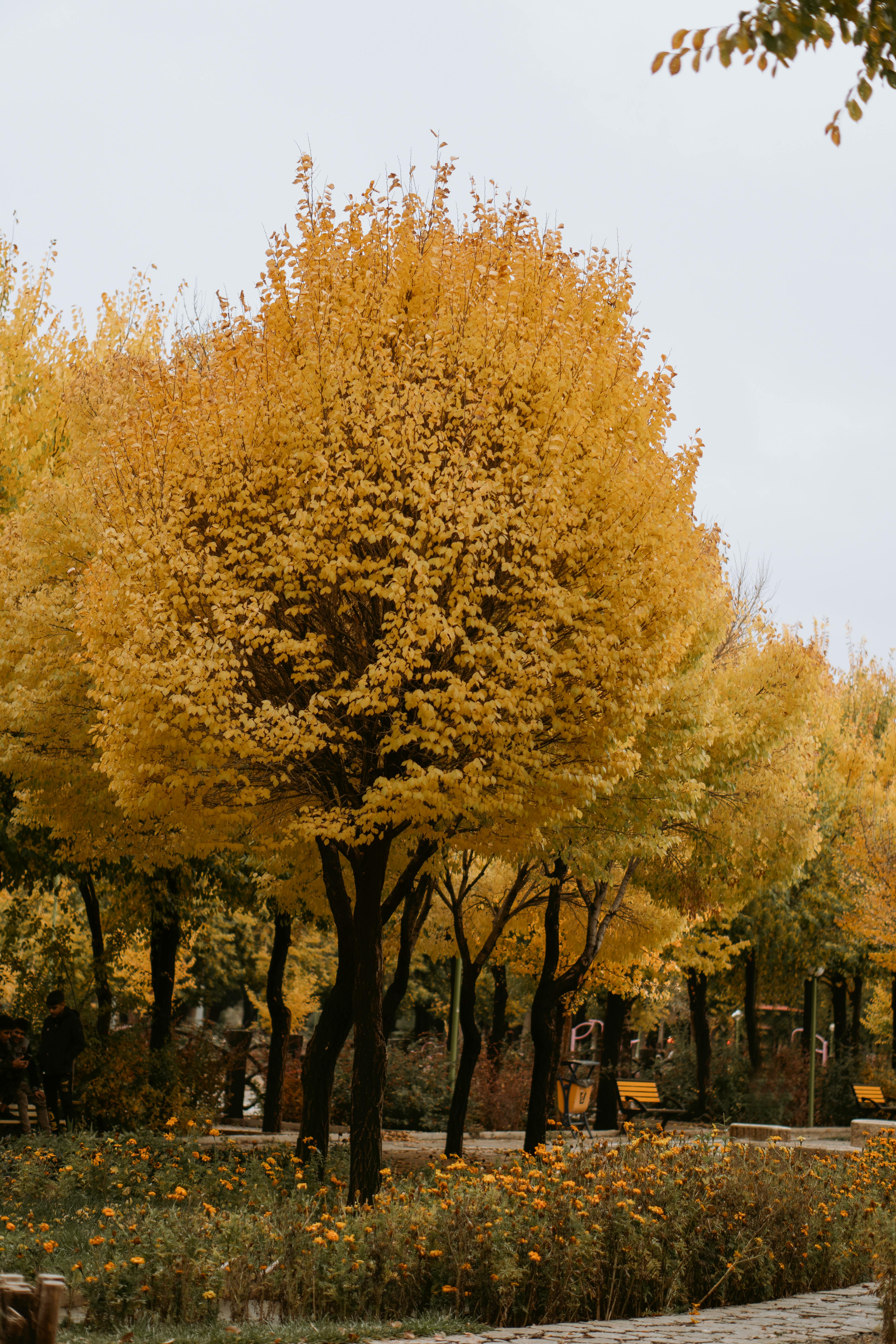 Beautiful Trees with Golden Leaves · Free Stock Photo