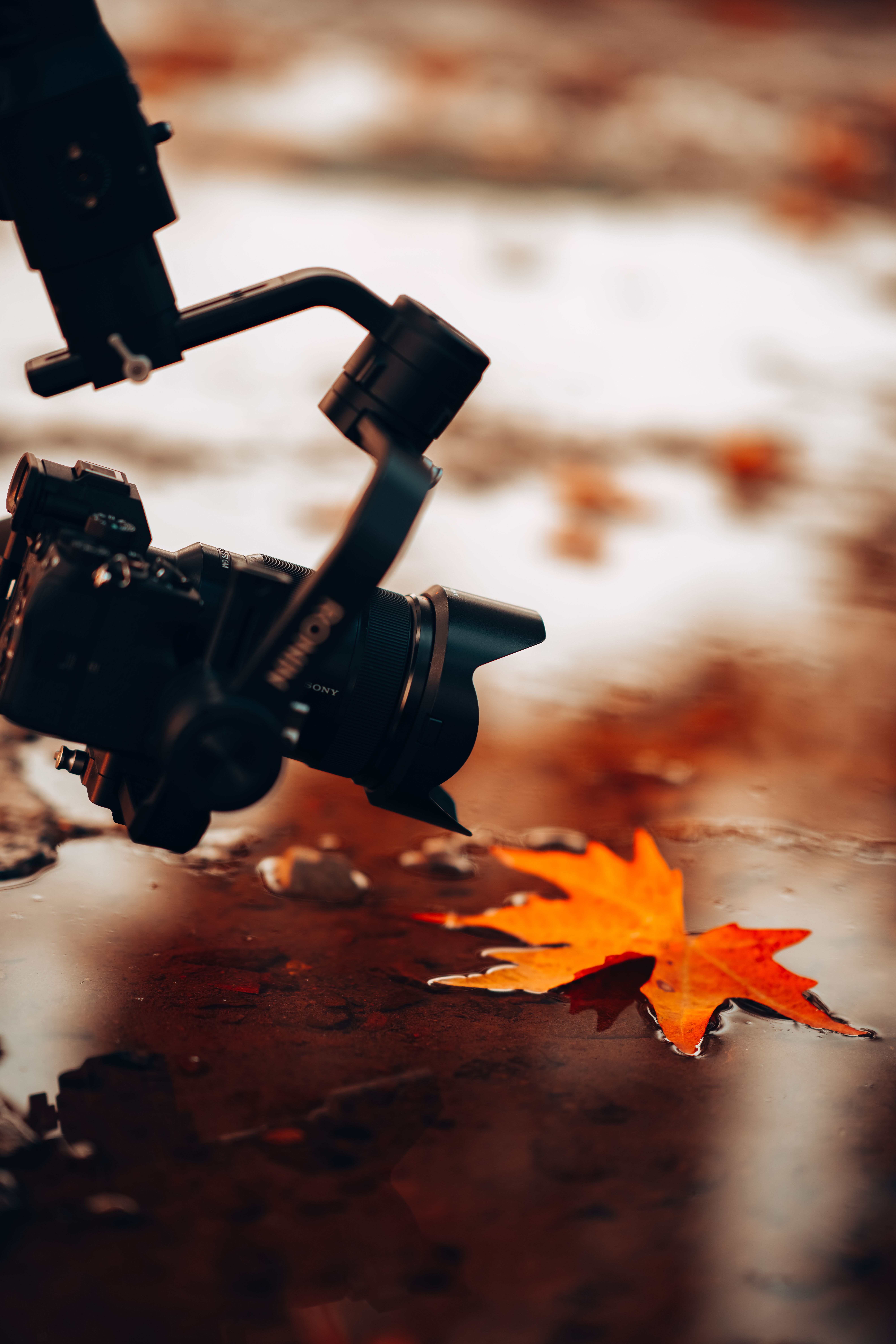 Leaf Backgounds Photos, Download The BEST Free Leaf Backgounds Stock ...