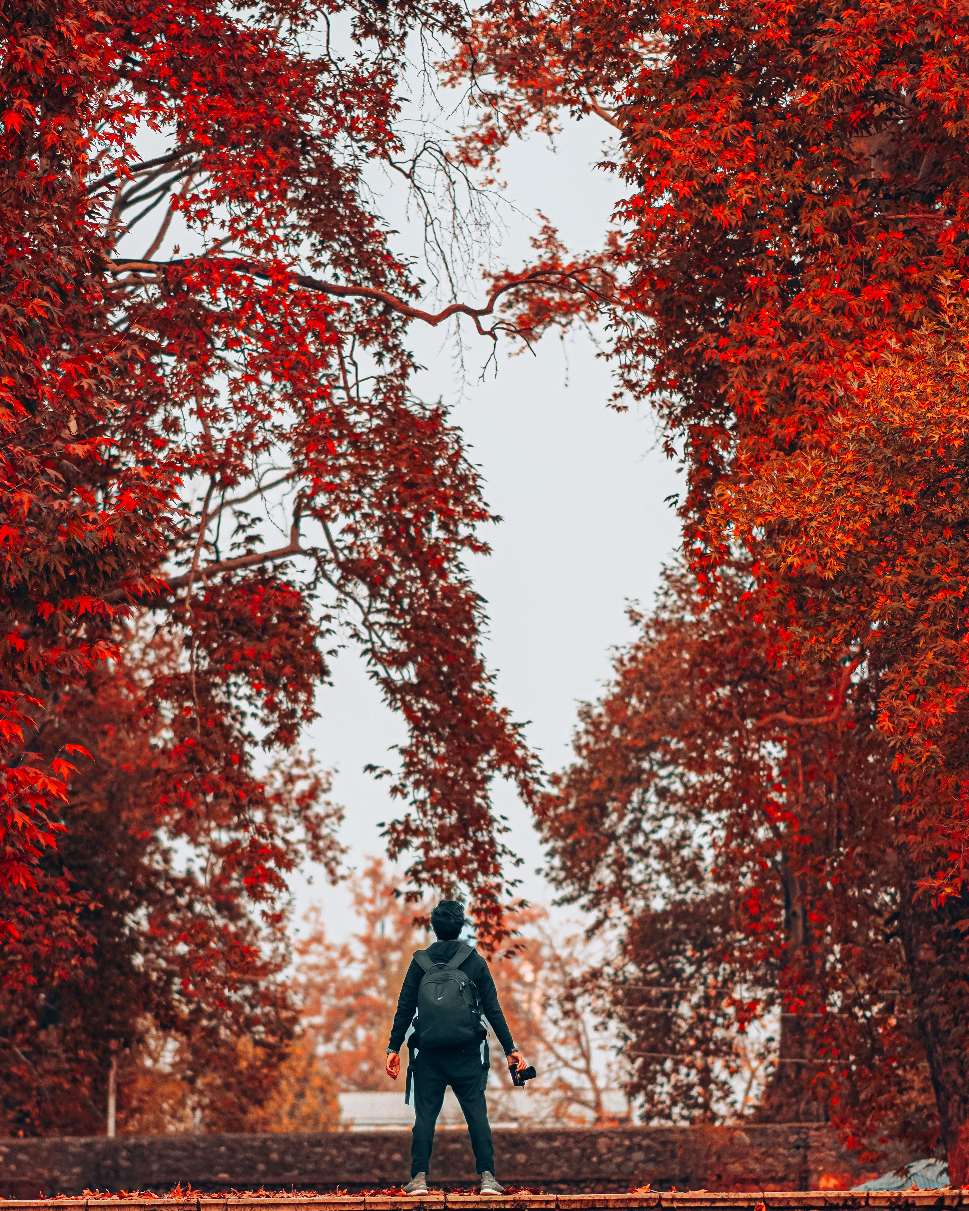 A Person Standing Near the Maple Trees · Free Stock Photo