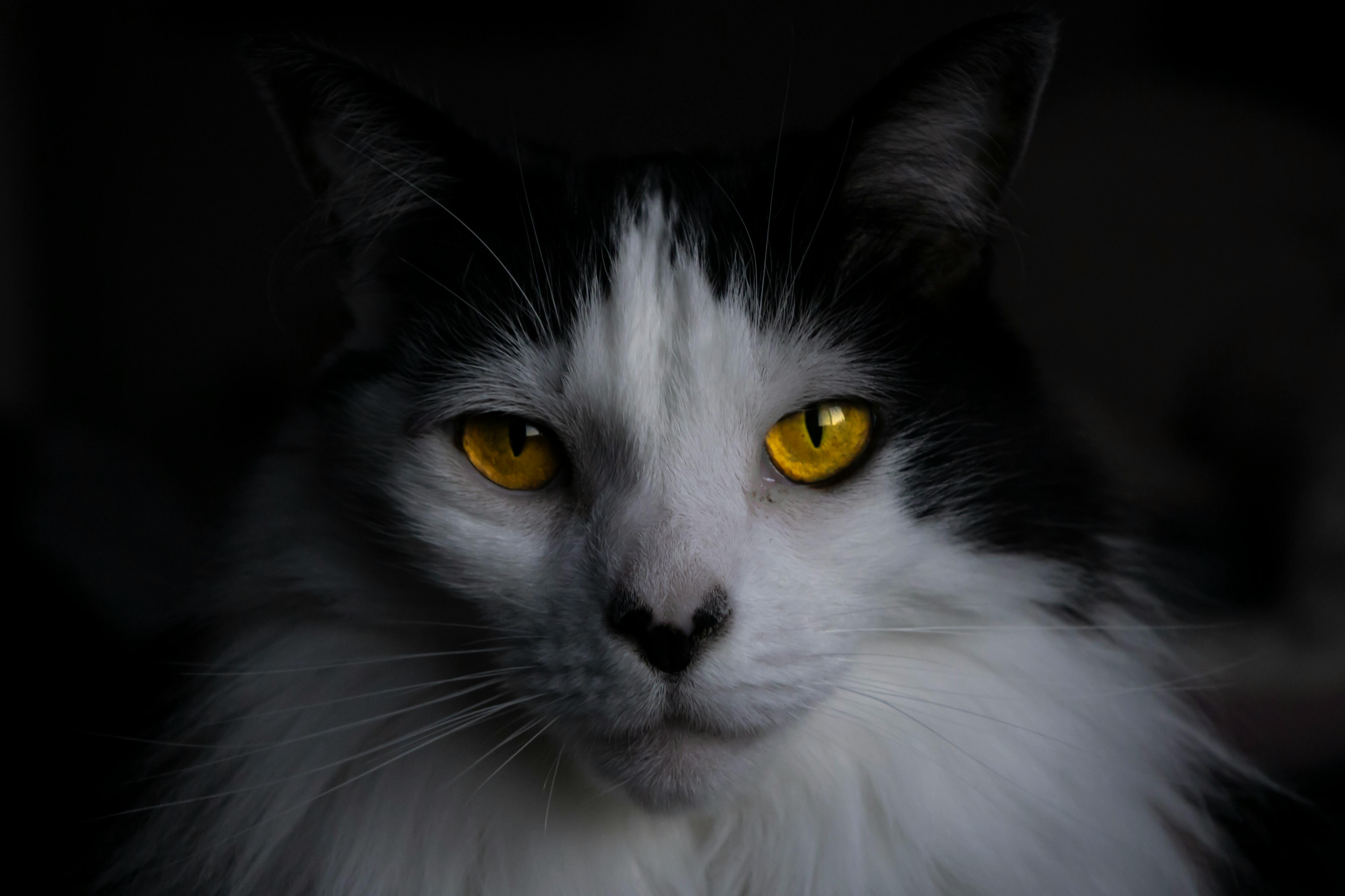 2 fotos y vídeos de OREO guardados por Jordan Rushton