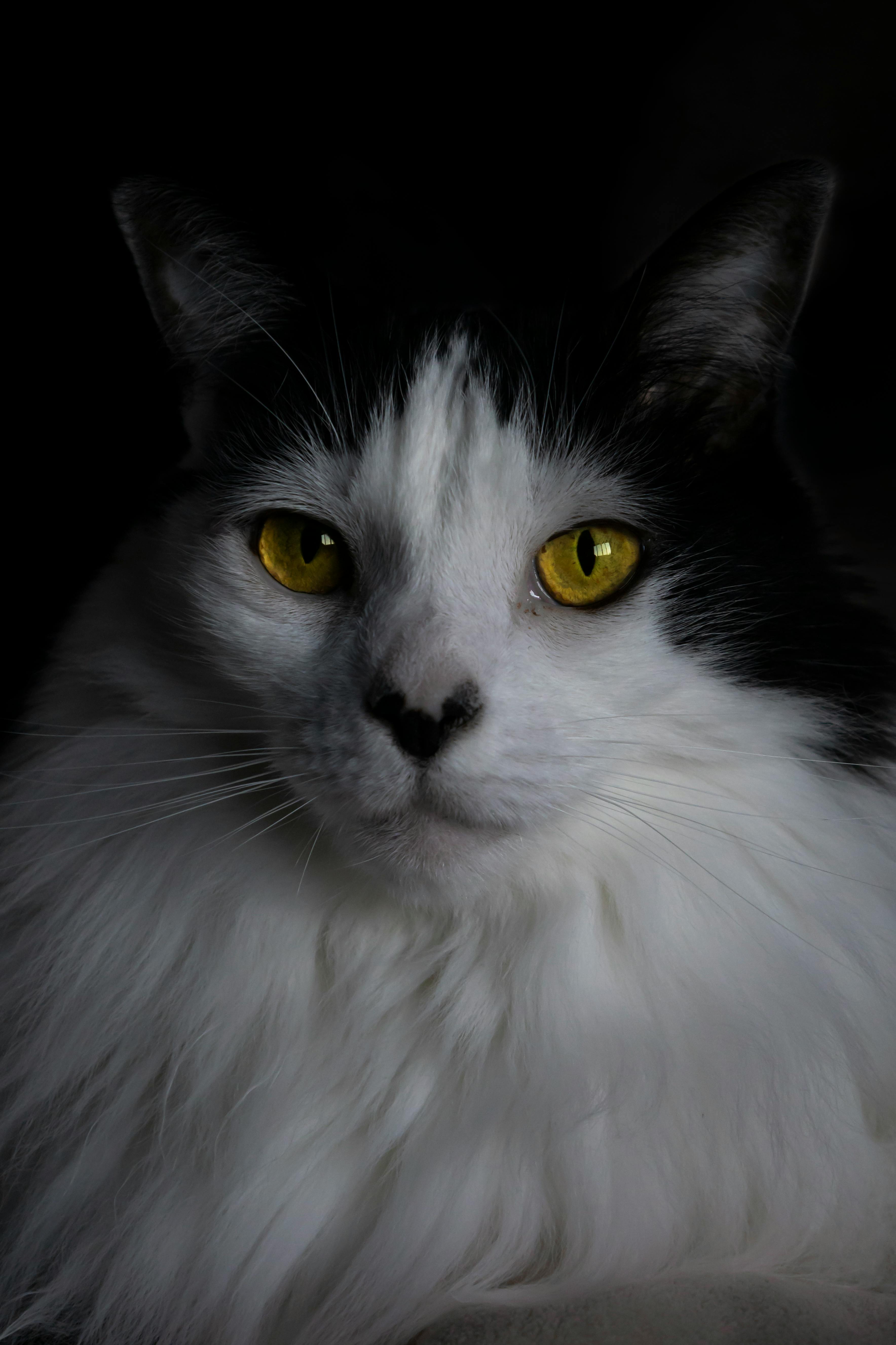 2 fotos y vídeos de OREO guardados por Jordan Rushton