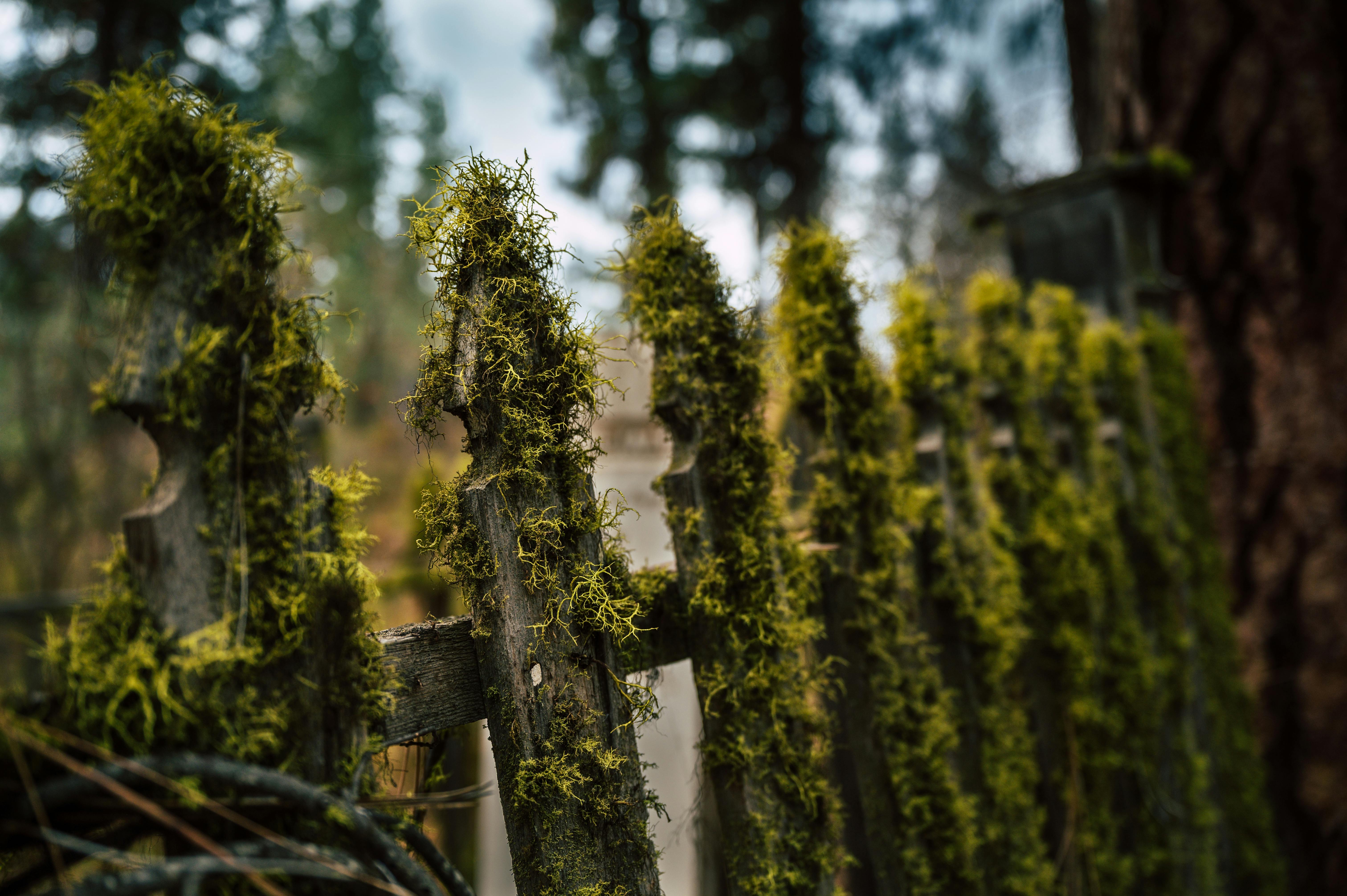 Close-Up Shot of Wooden Fence Covered With Moss · Free Stock Photo