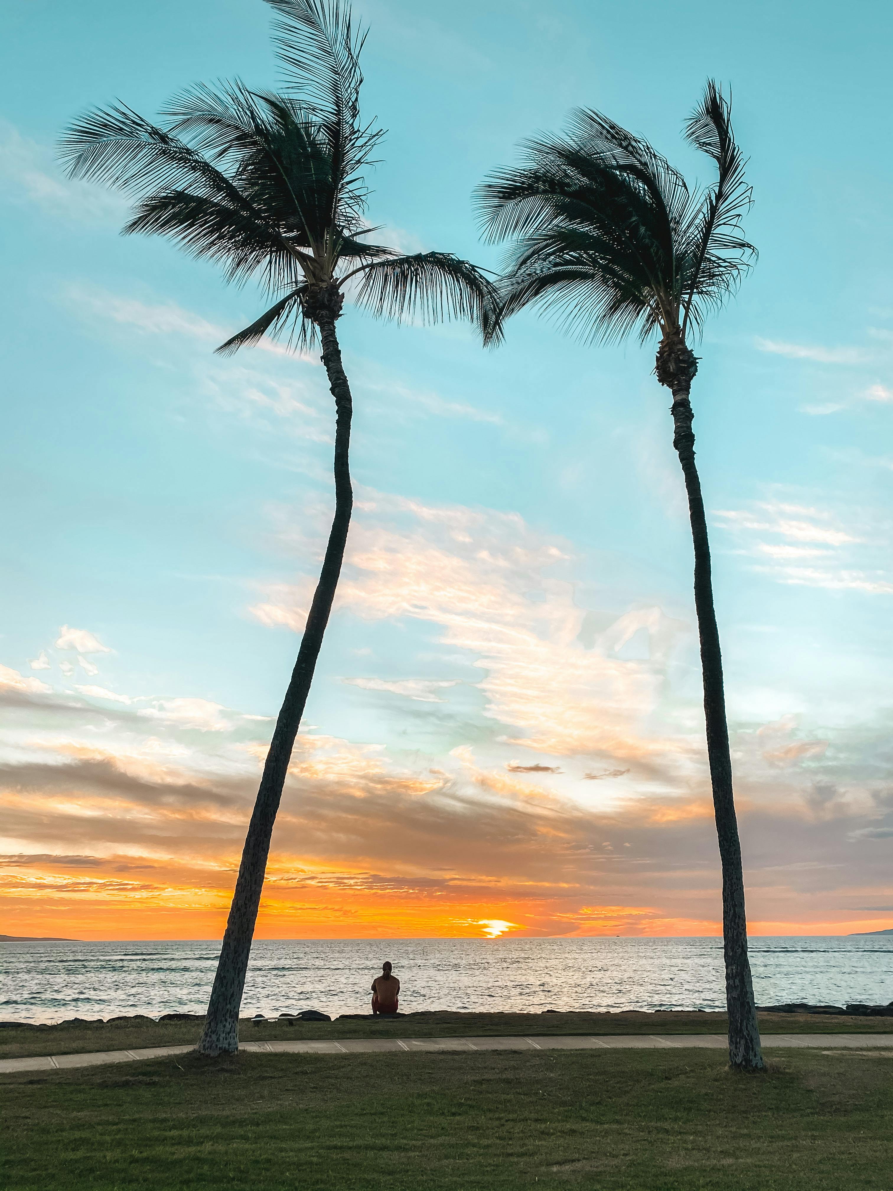 Double Palms Photos, Download The BEST Free Double Palms Stock Photos ...