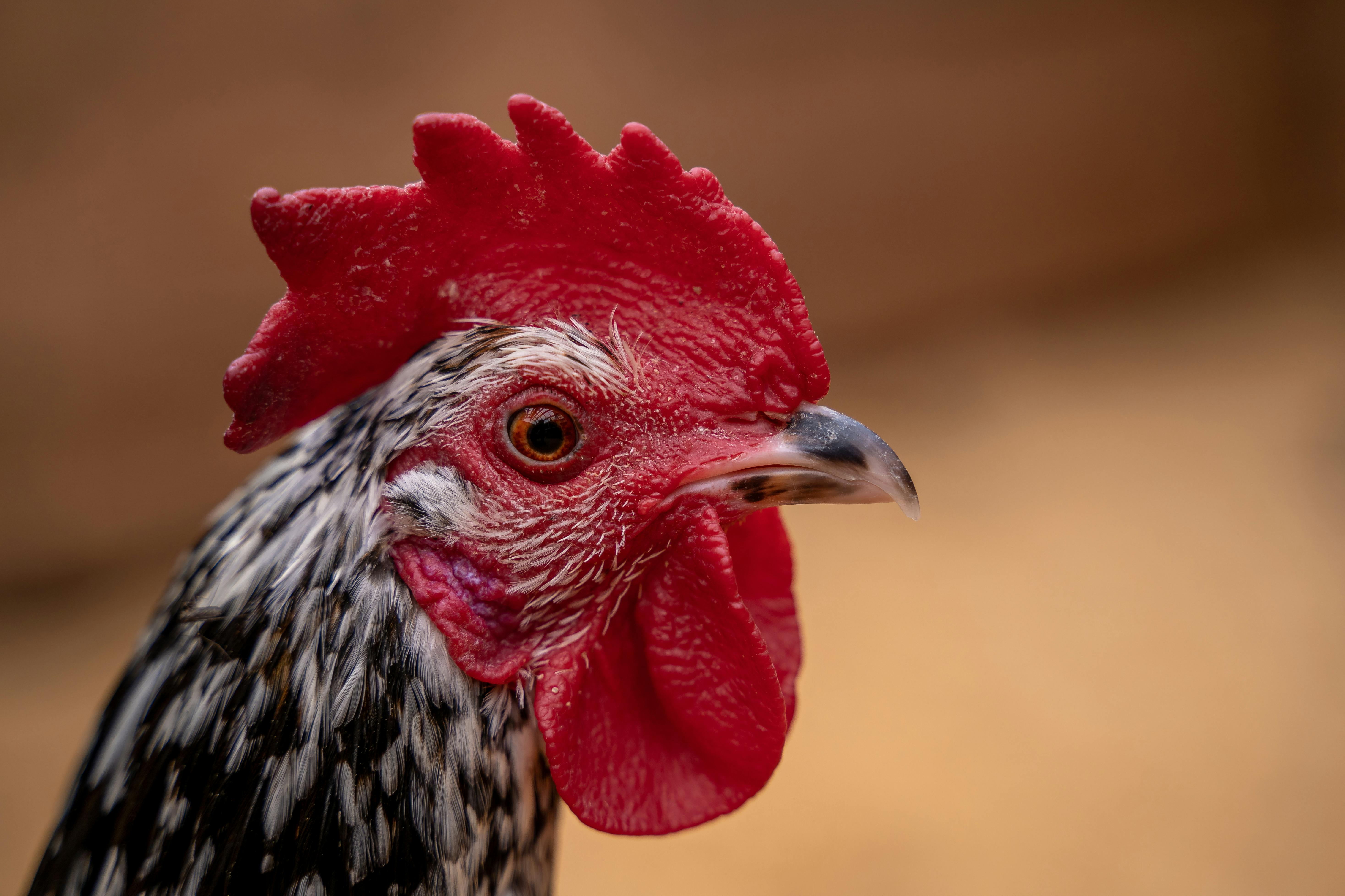 Close Up Photo of a Chicken · Free Stock Photo