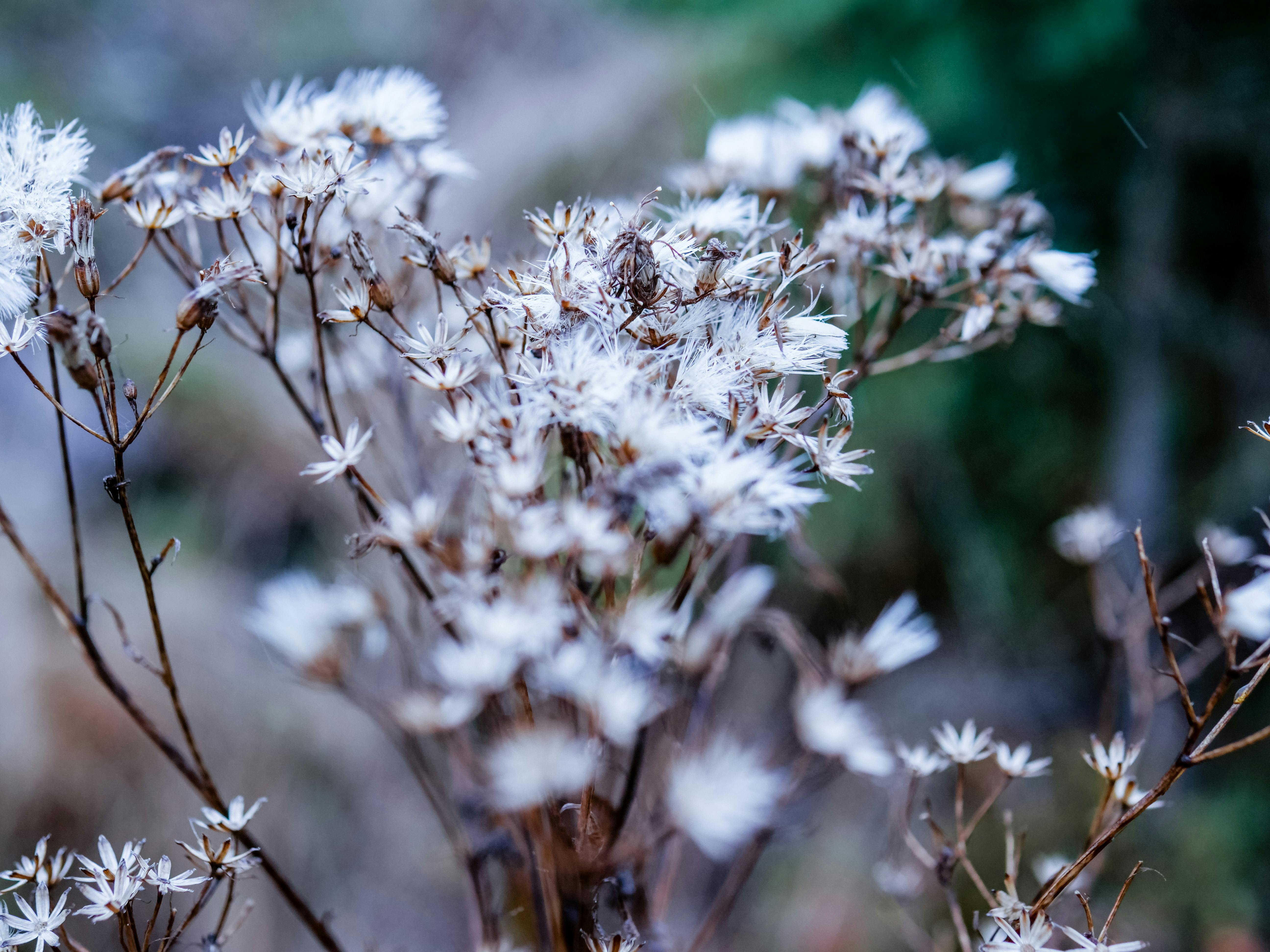 Anne Paulus - Photography