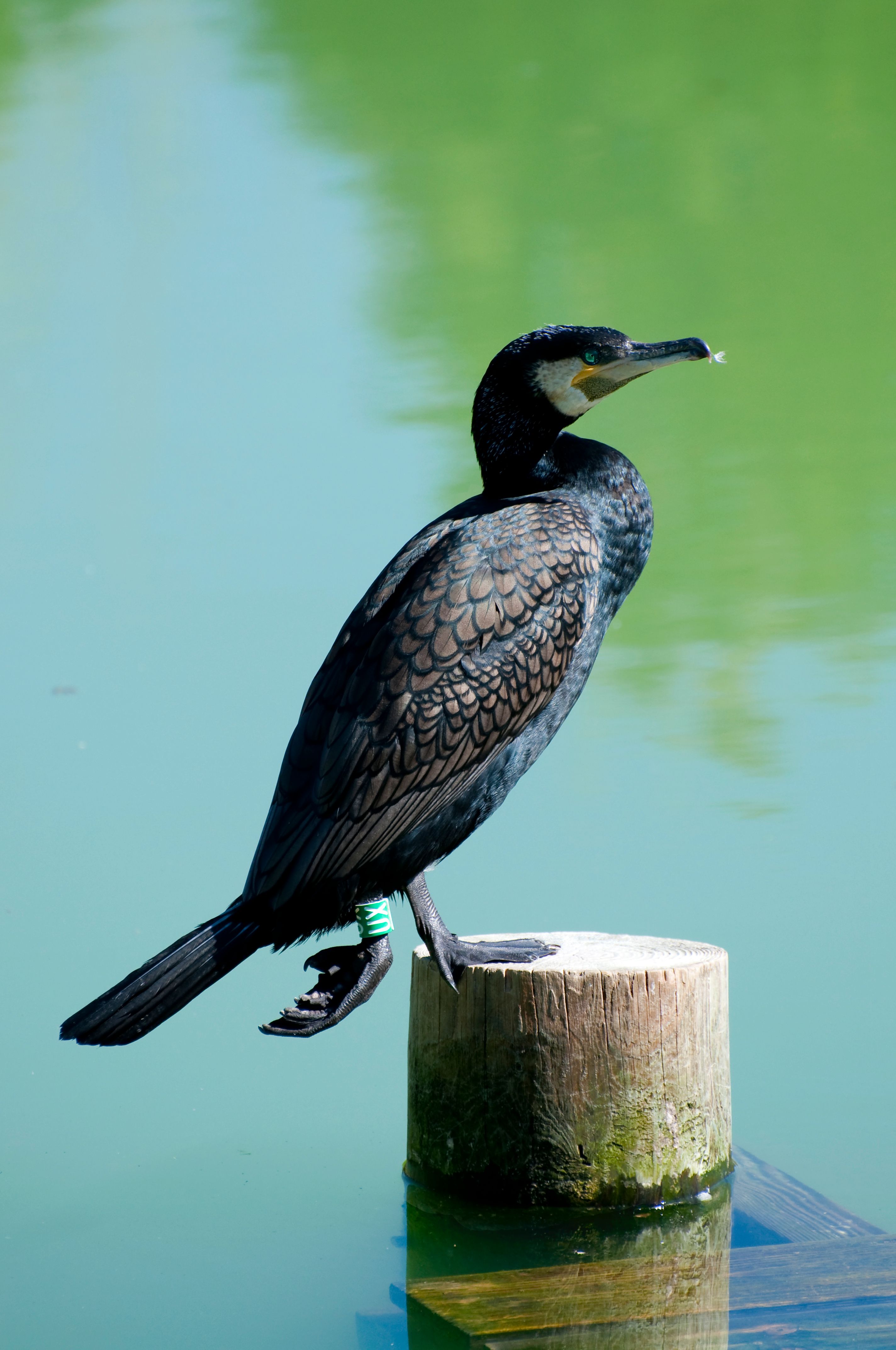 Cormorant Swimming in Water · Free Stock Photo