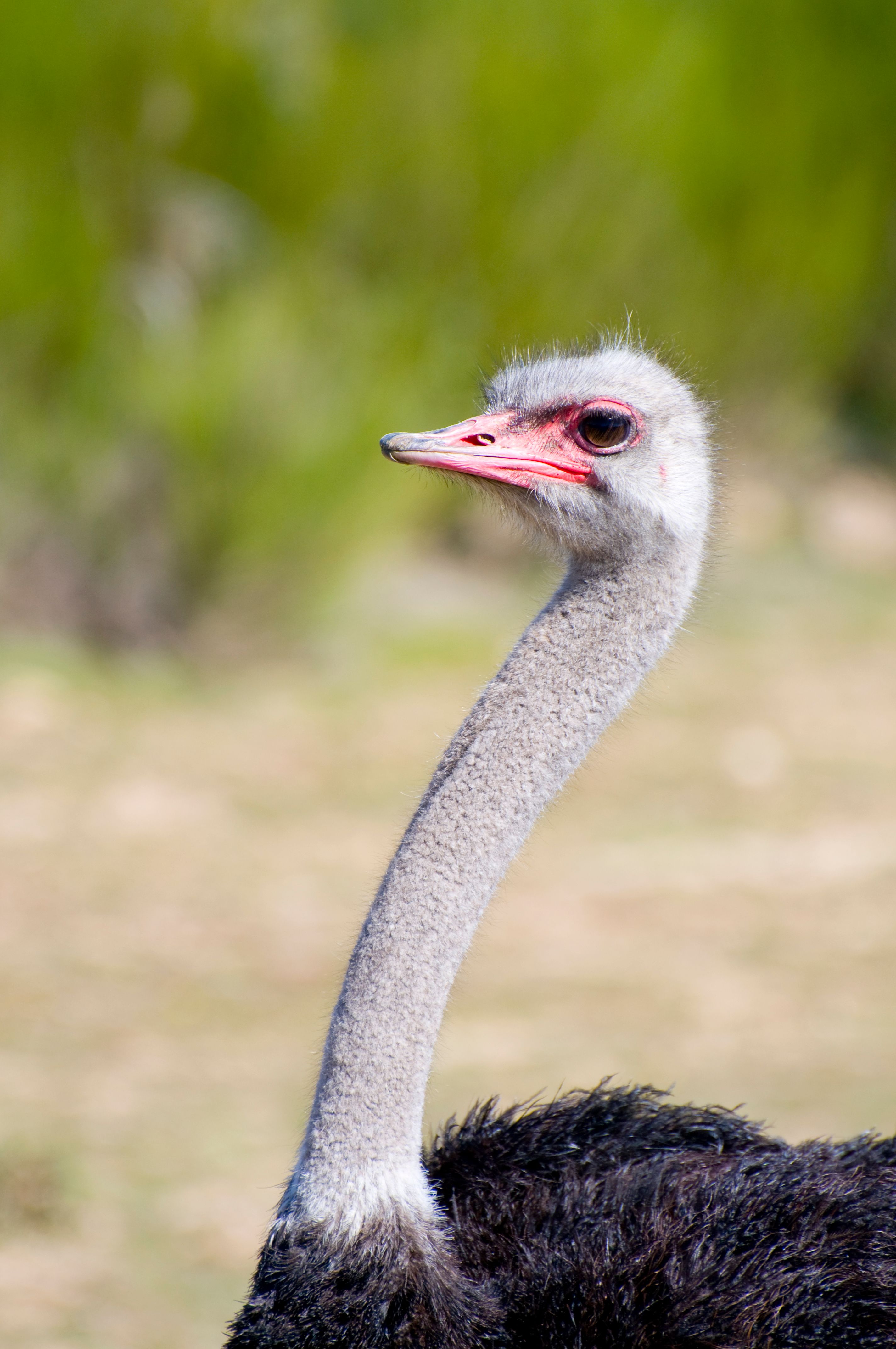 Ostrich Standing on Green Grass · Free Stock Photo