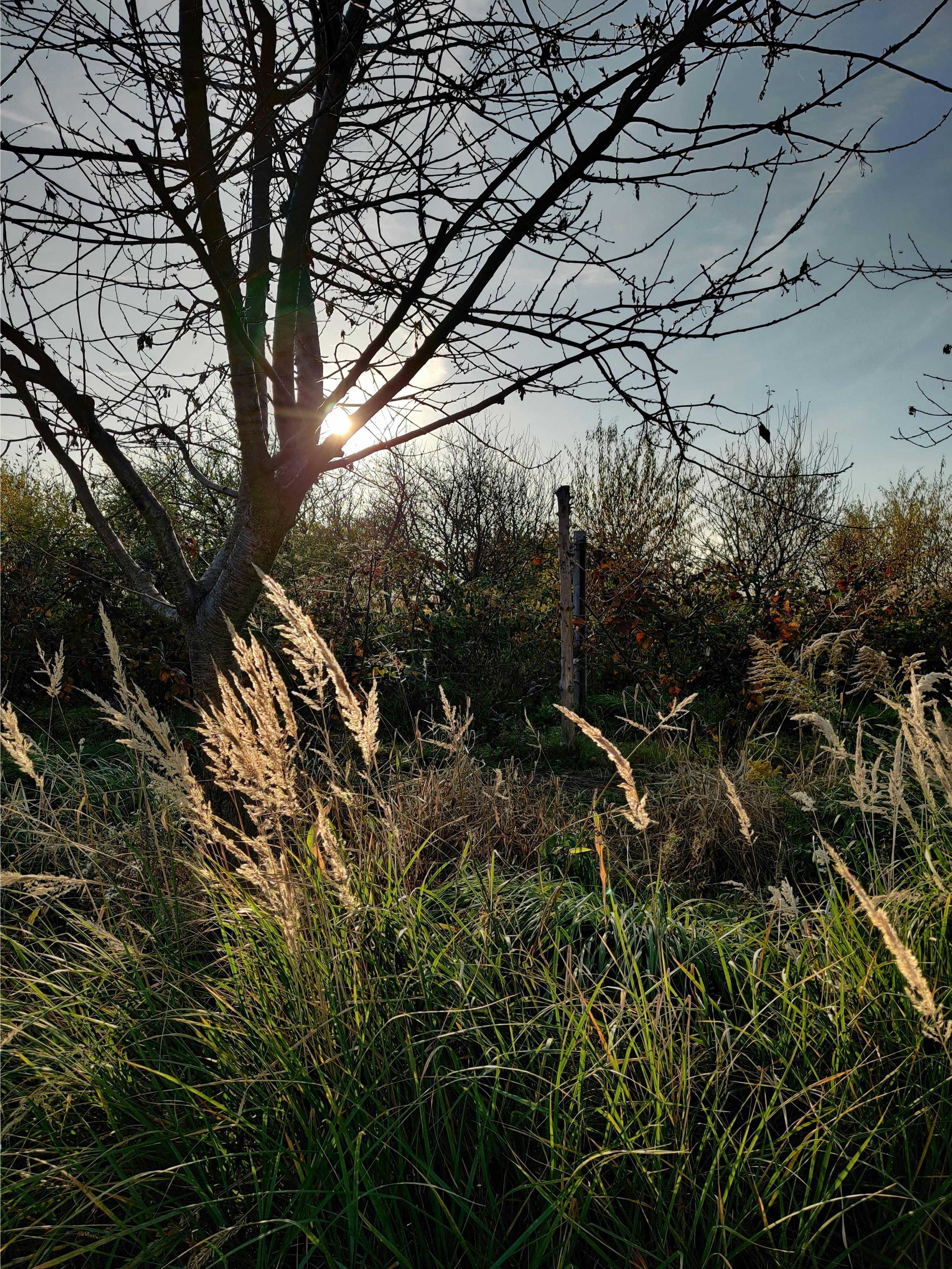 Nature Bushes Photos, Download The BEST Free Nature Bushes Stock Photos ...