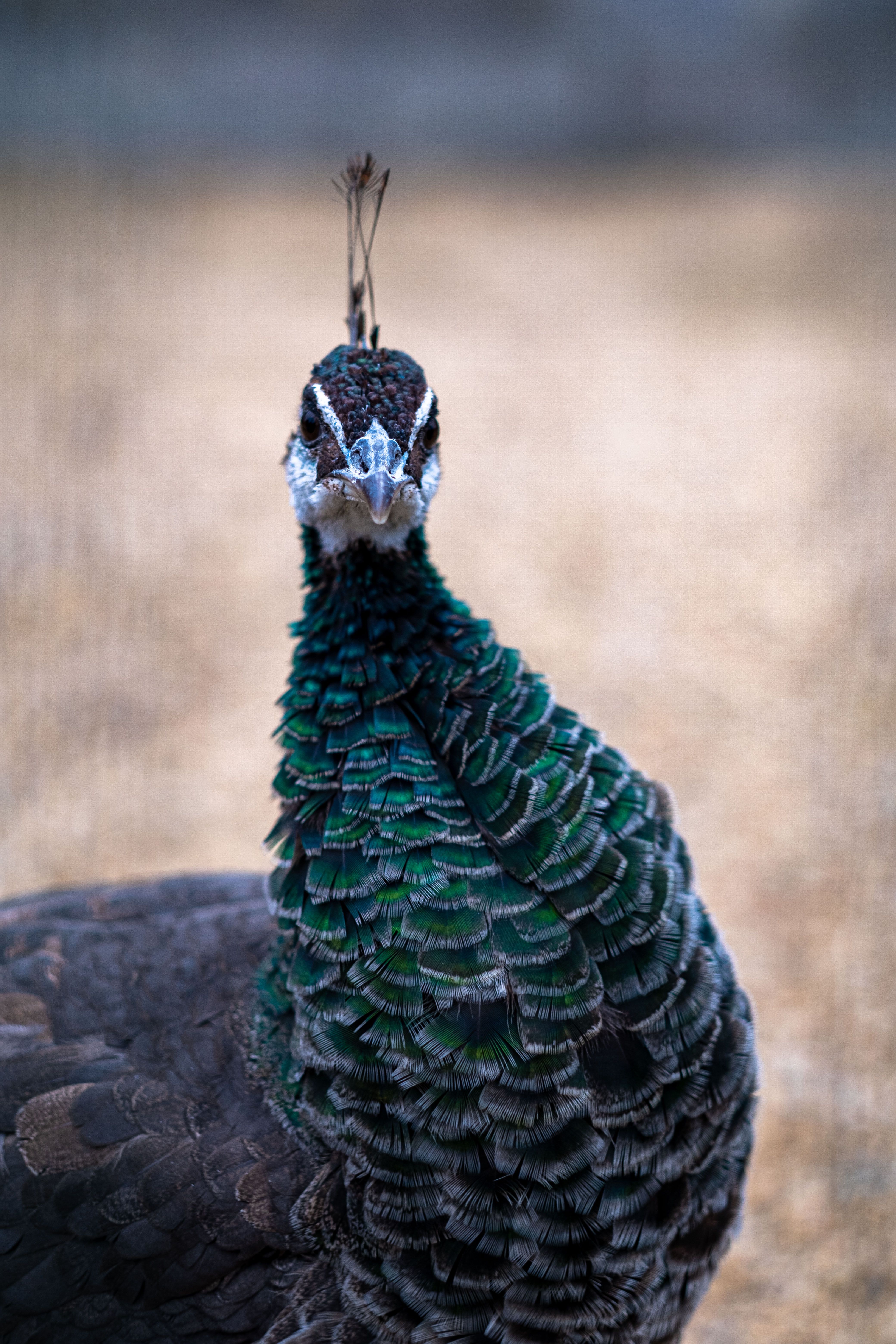 Begron Peacock Pictures Photos, Download The BEST Free Begron Peacock ...