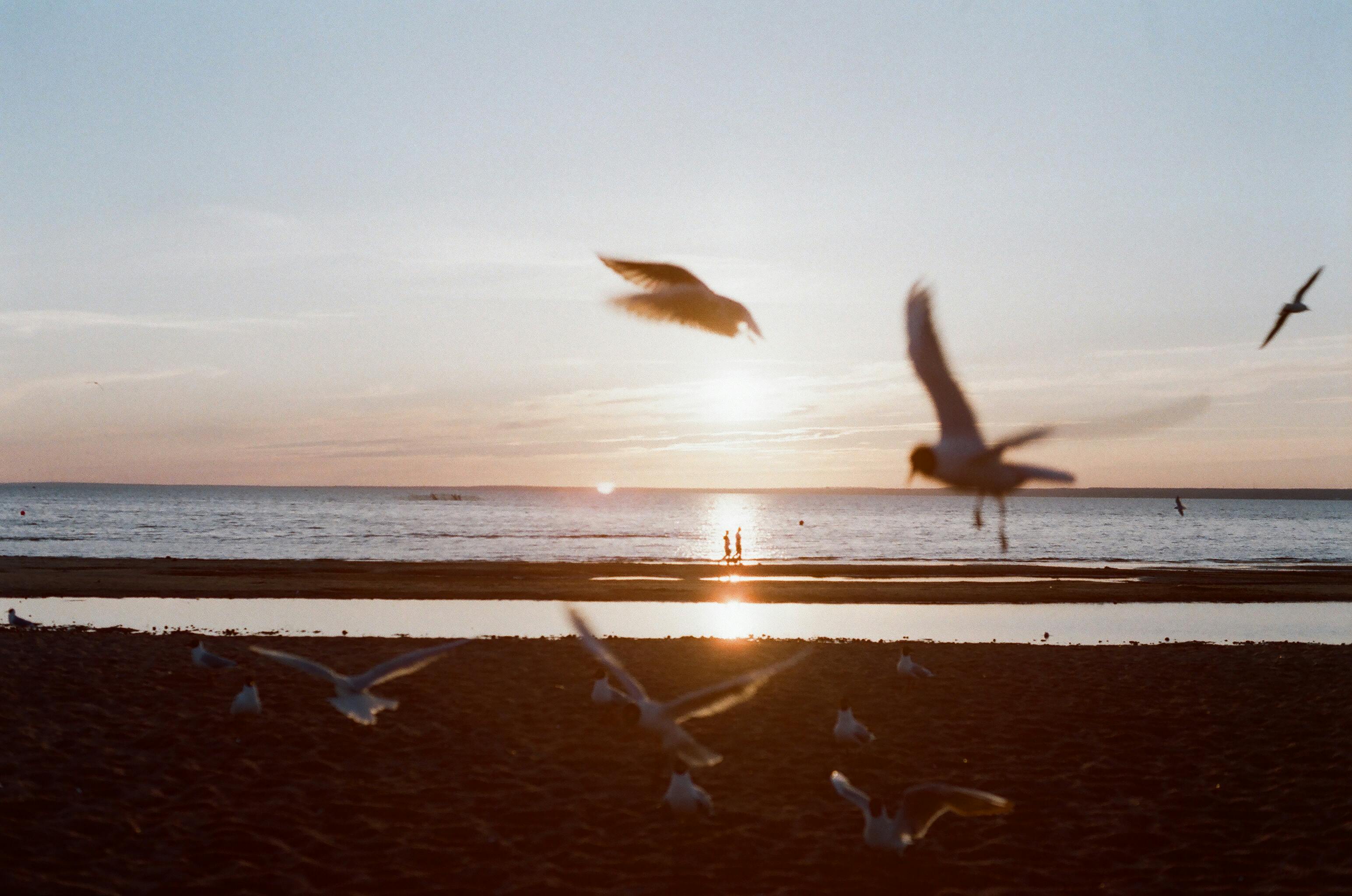 Flock of Birds Flying Over Beach in Morning · Free Stock Photo