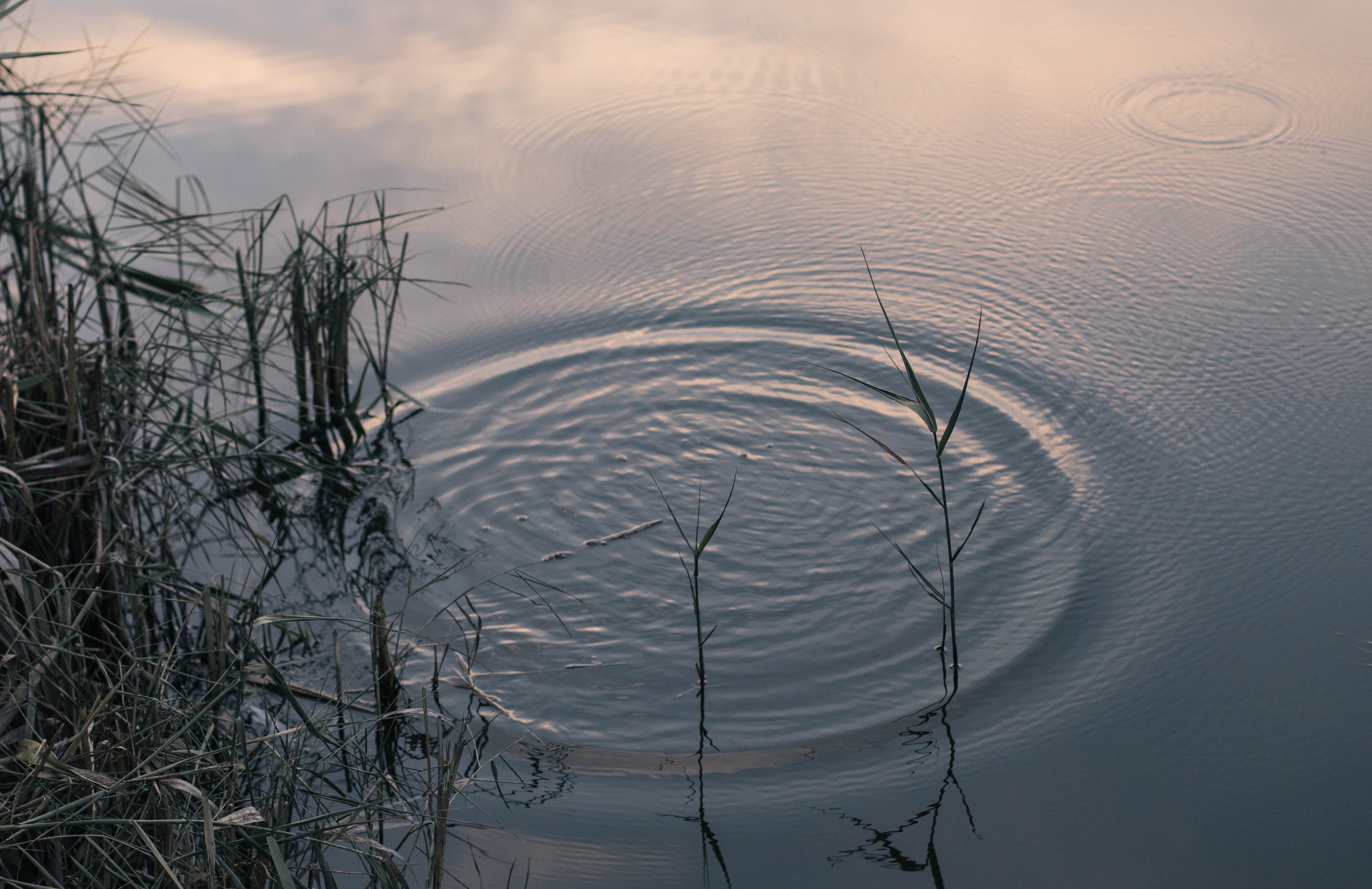 Gentle Ripples Expanding Across A Calm Lake, Fading Into Light Photos ...
