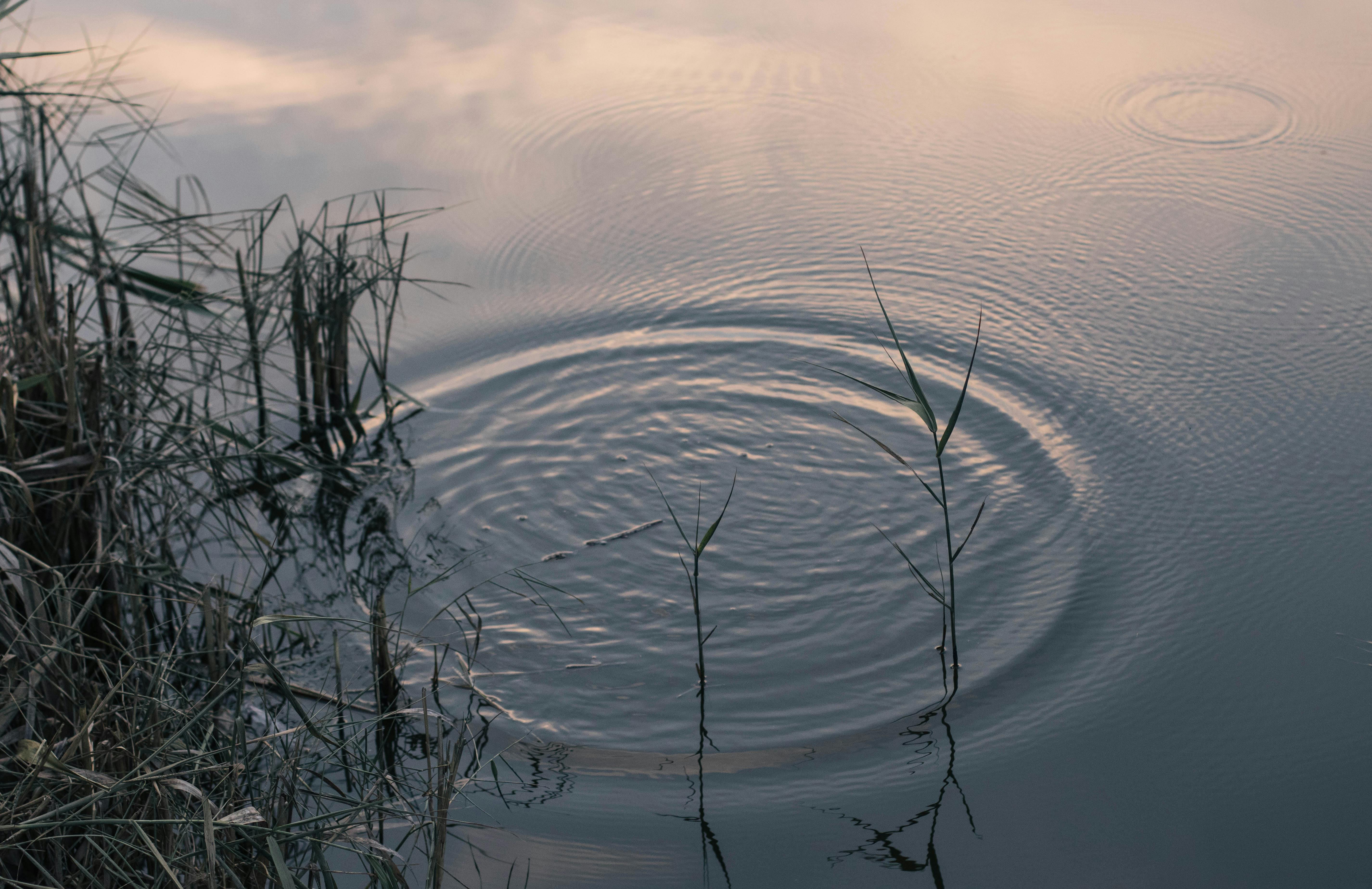 Red Float Making Circles on Water in Lake · Free Stock Photo