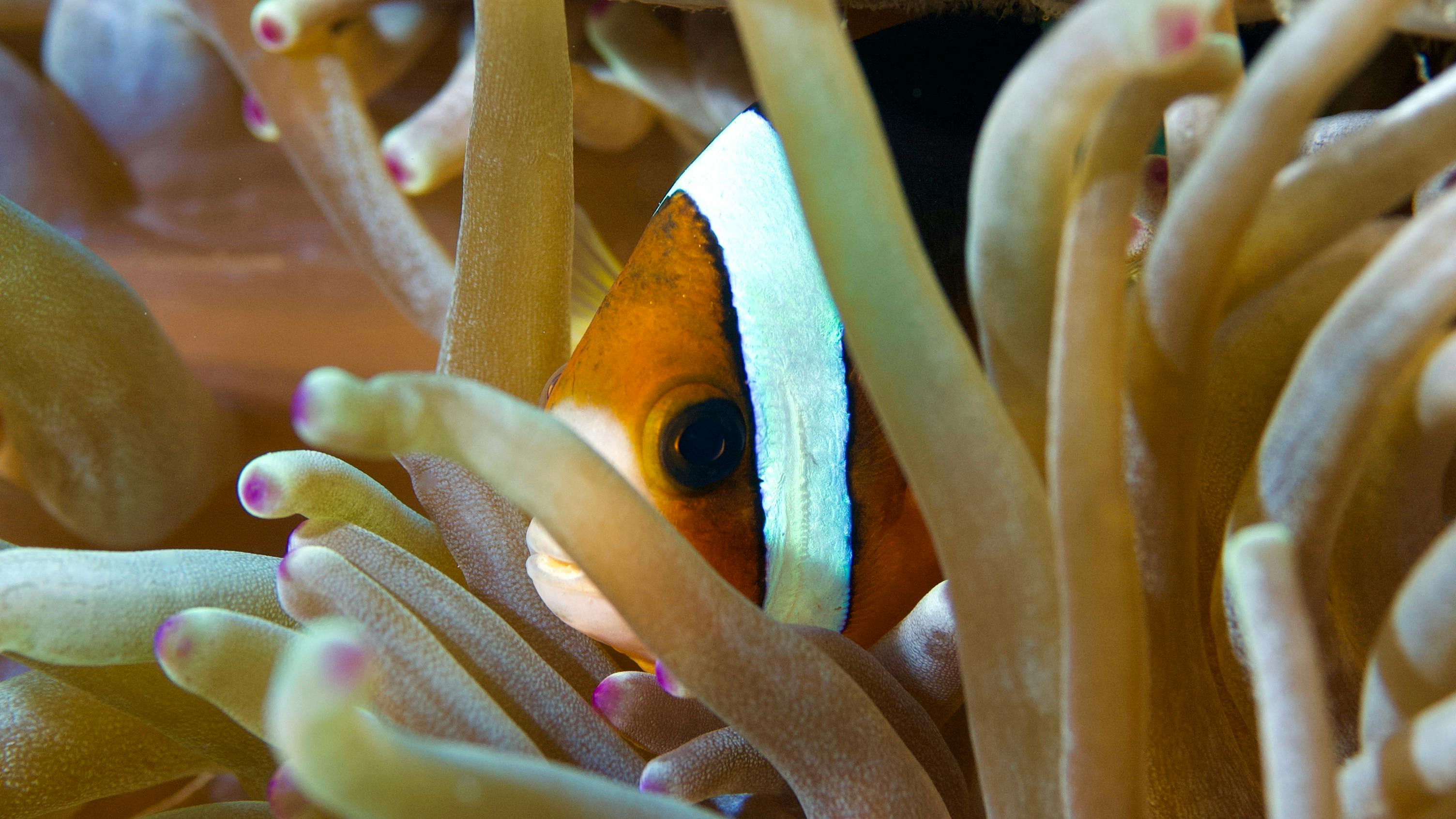 Close Up Photo of Clownfish Underwater · Free Stock Photo