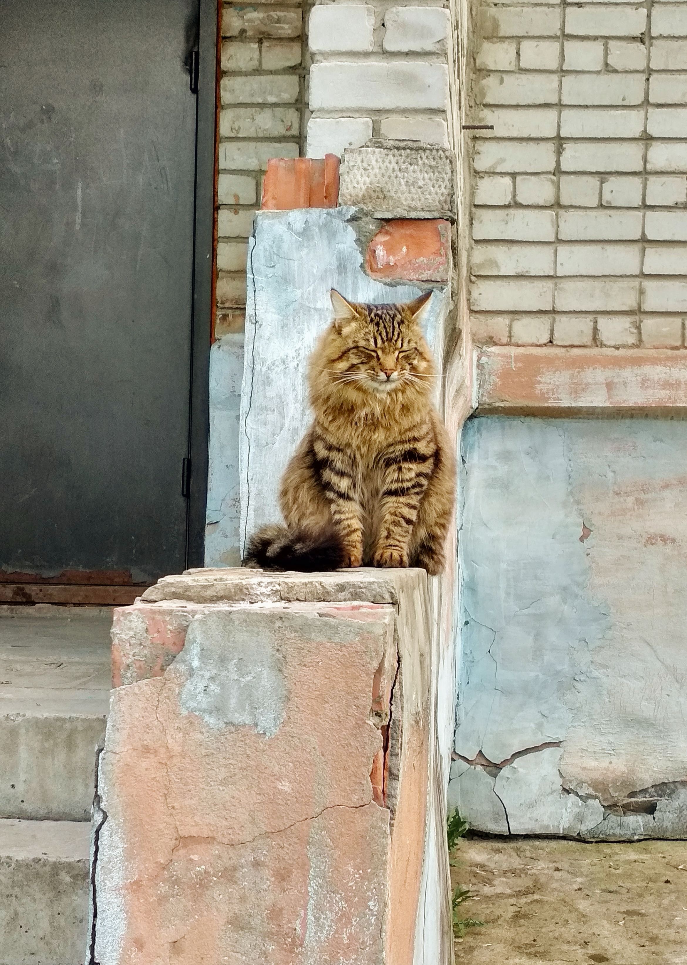 Brown Tabby Cats Outside the House · Free Stock Photo