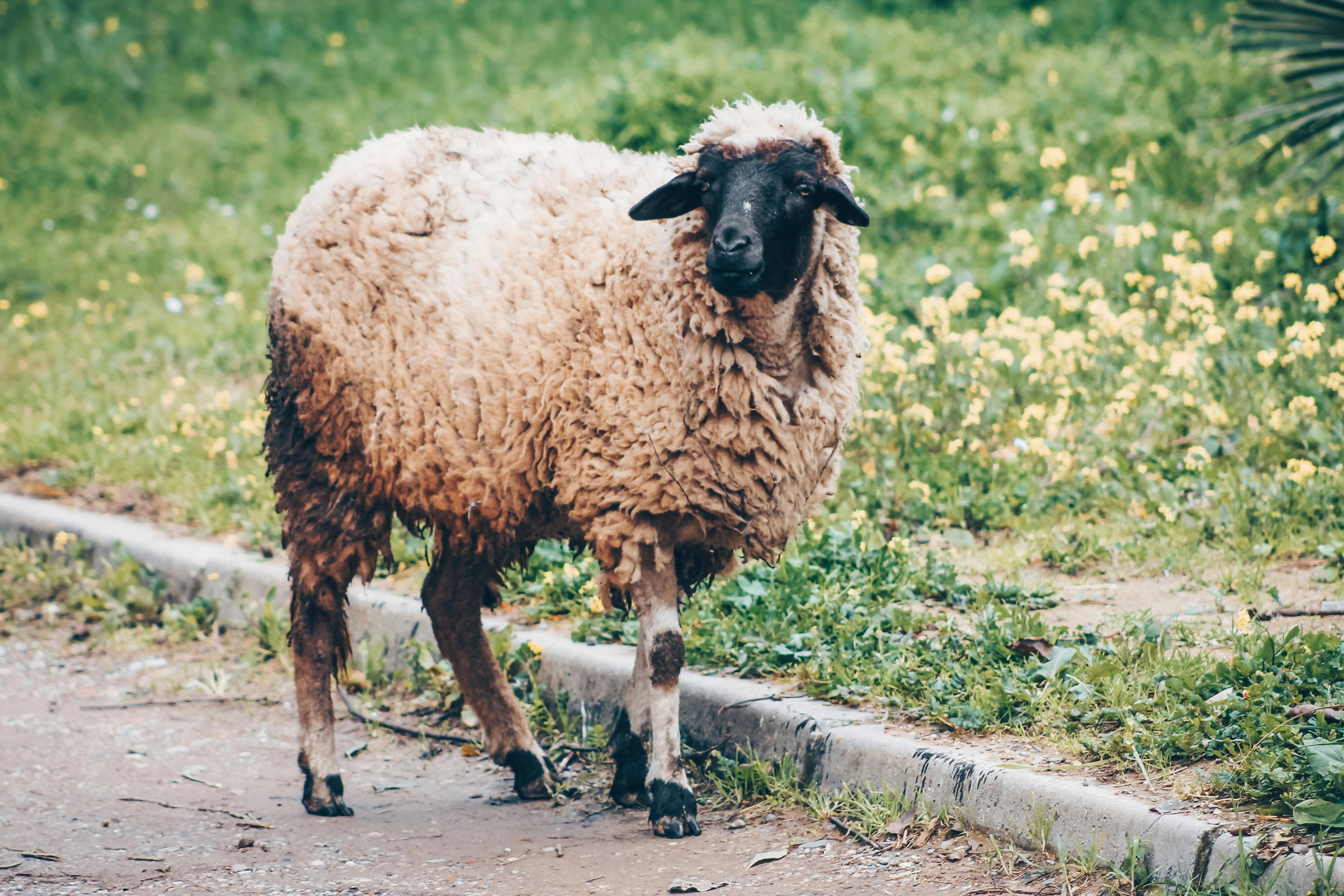 Photo of a Sheep · Free Stock Photo