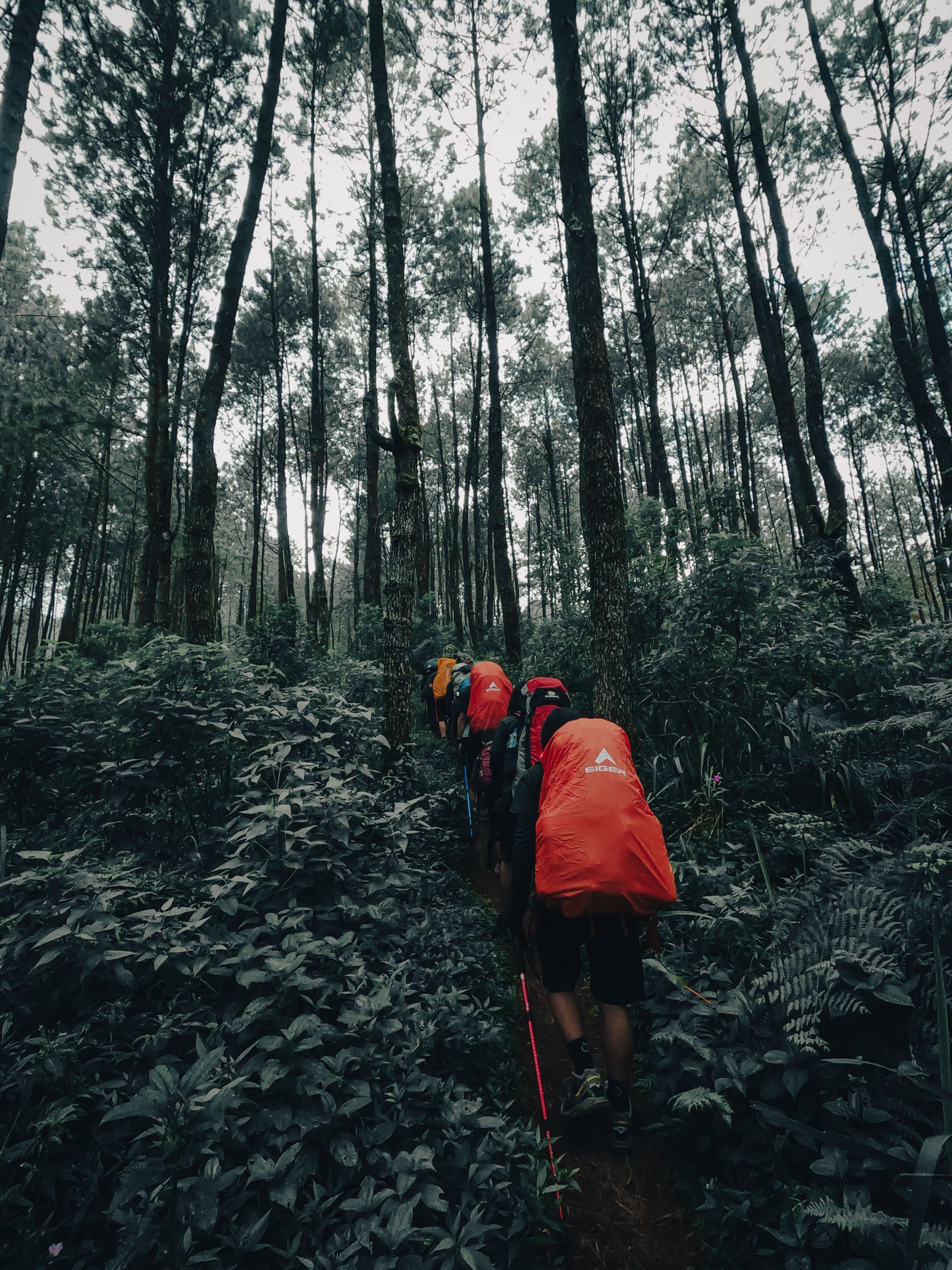 People Hiking in a Forest · Free Stock Photo