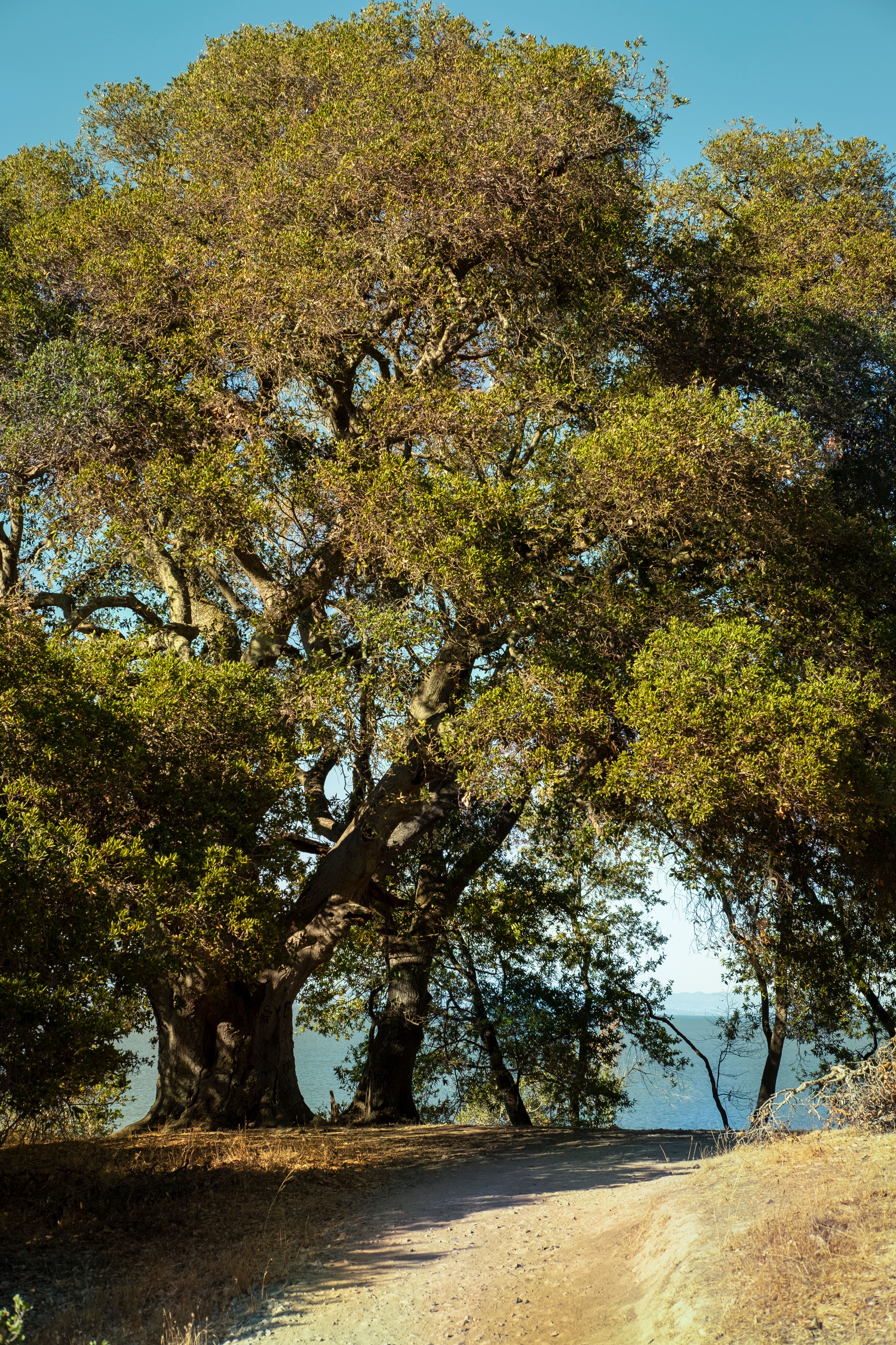 Green Trees Near the Sea · Free Stock Photo