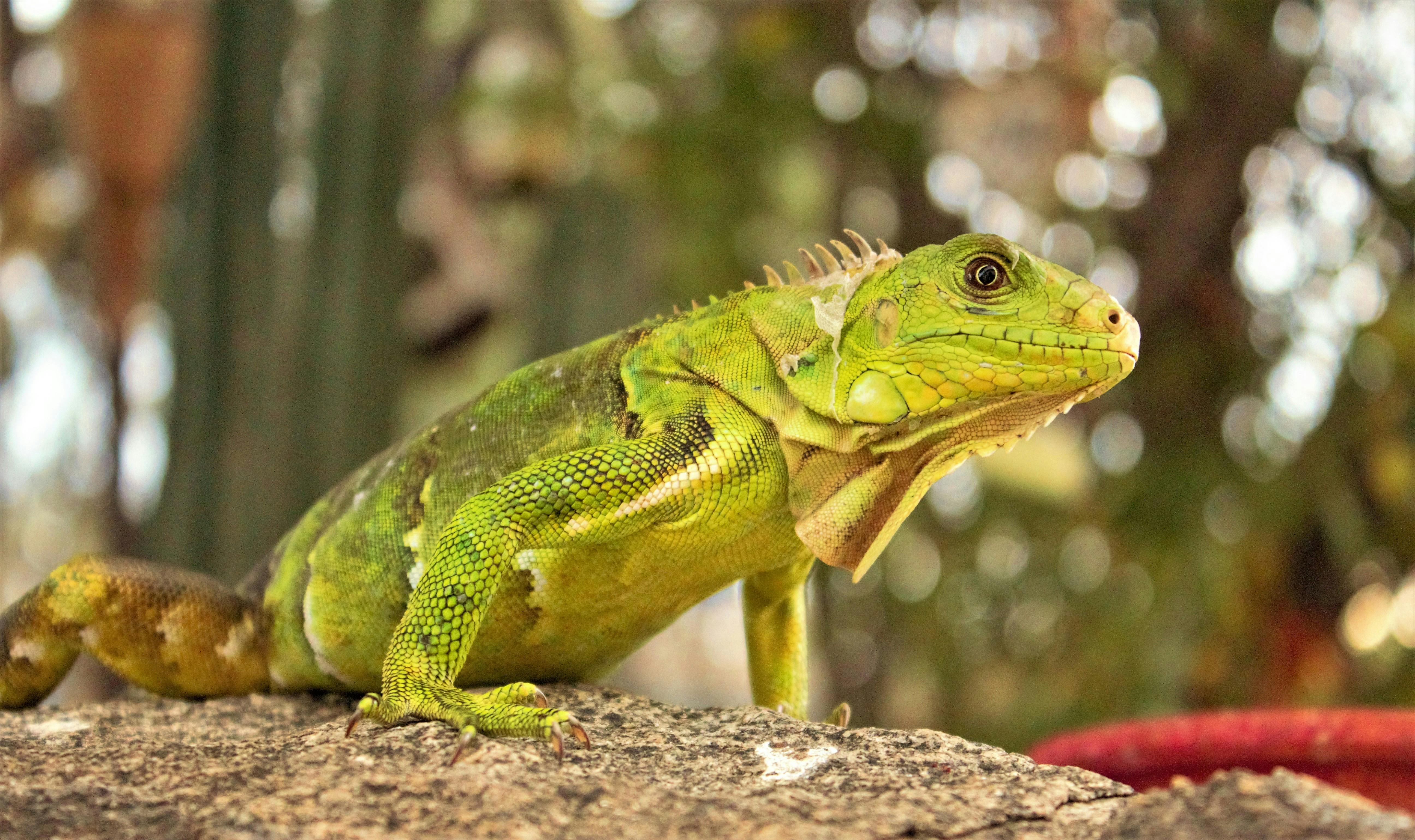 Green Reptile · Free Stock Photo