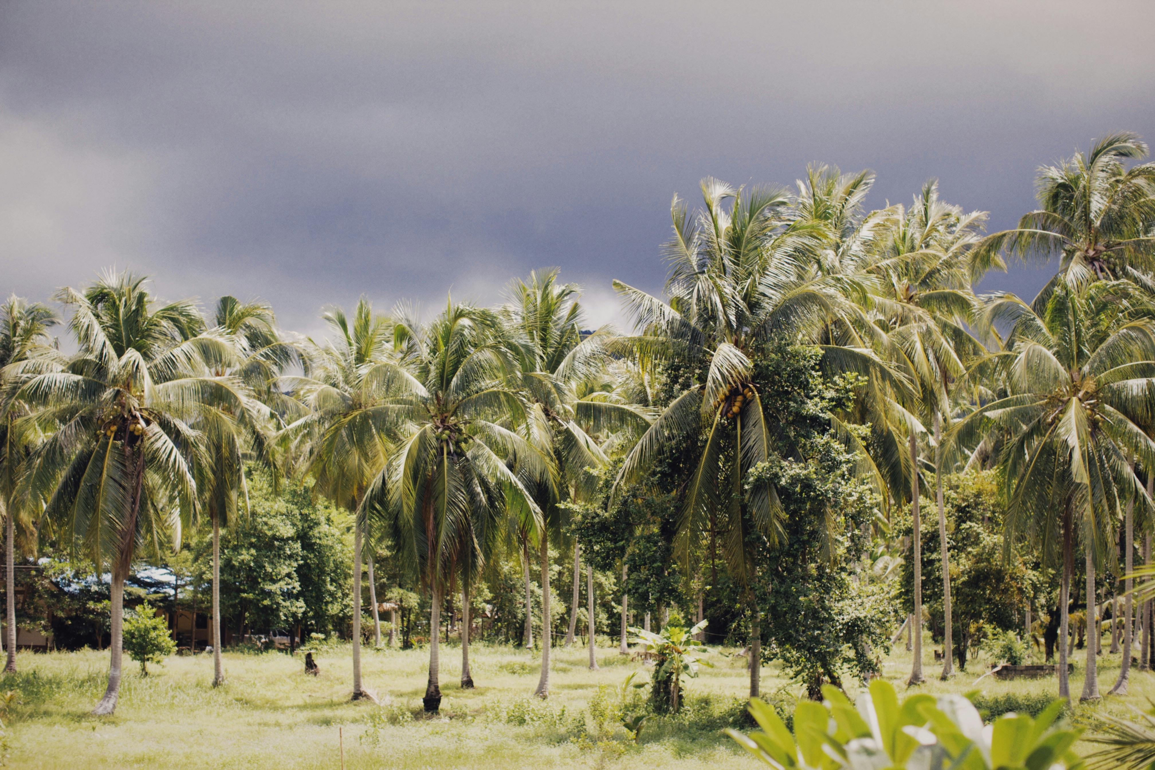 Coconut Tress Under the Blue Sky · Free Stock Photo