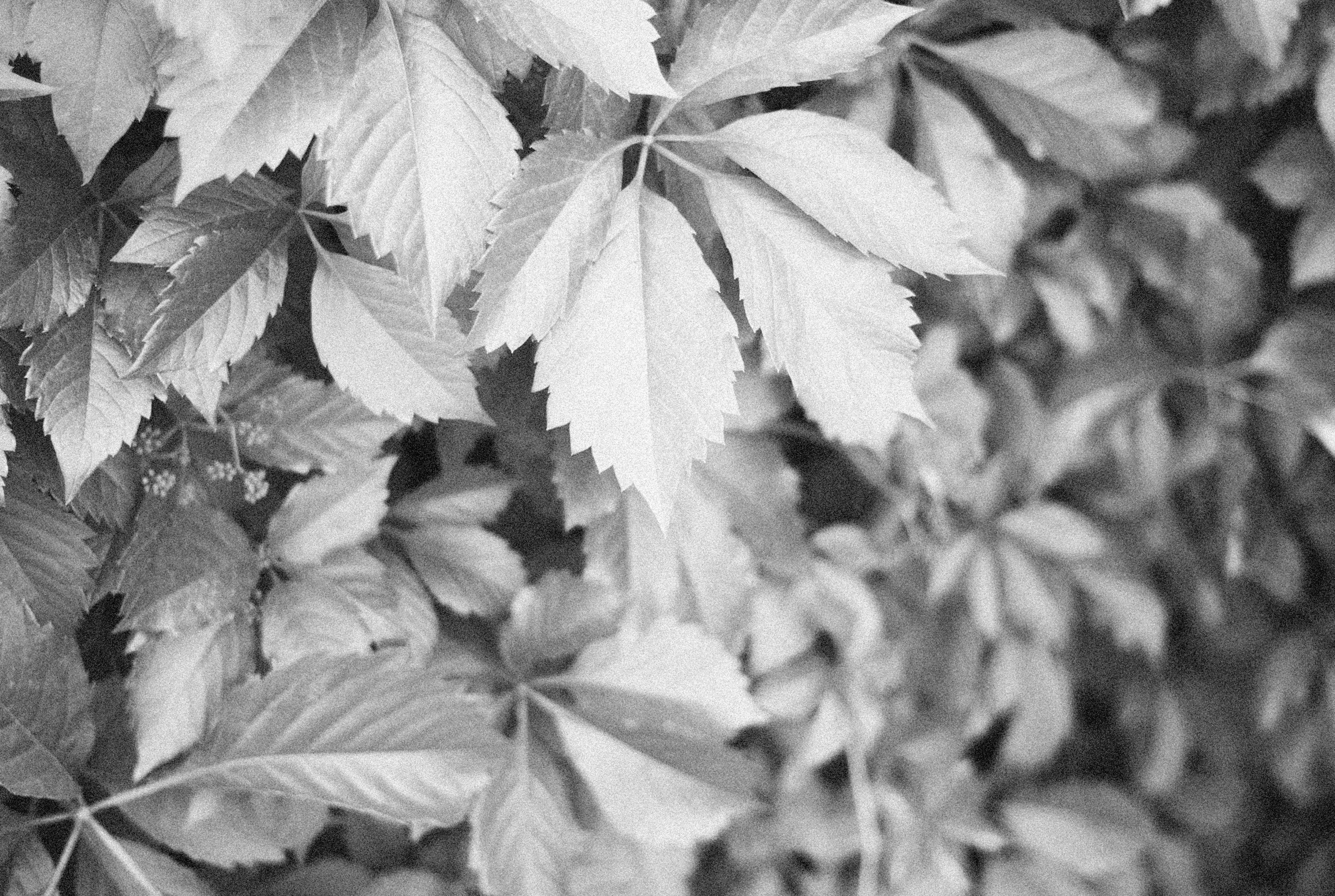 Grayscale Photo of Leaves · Free Stock Photo