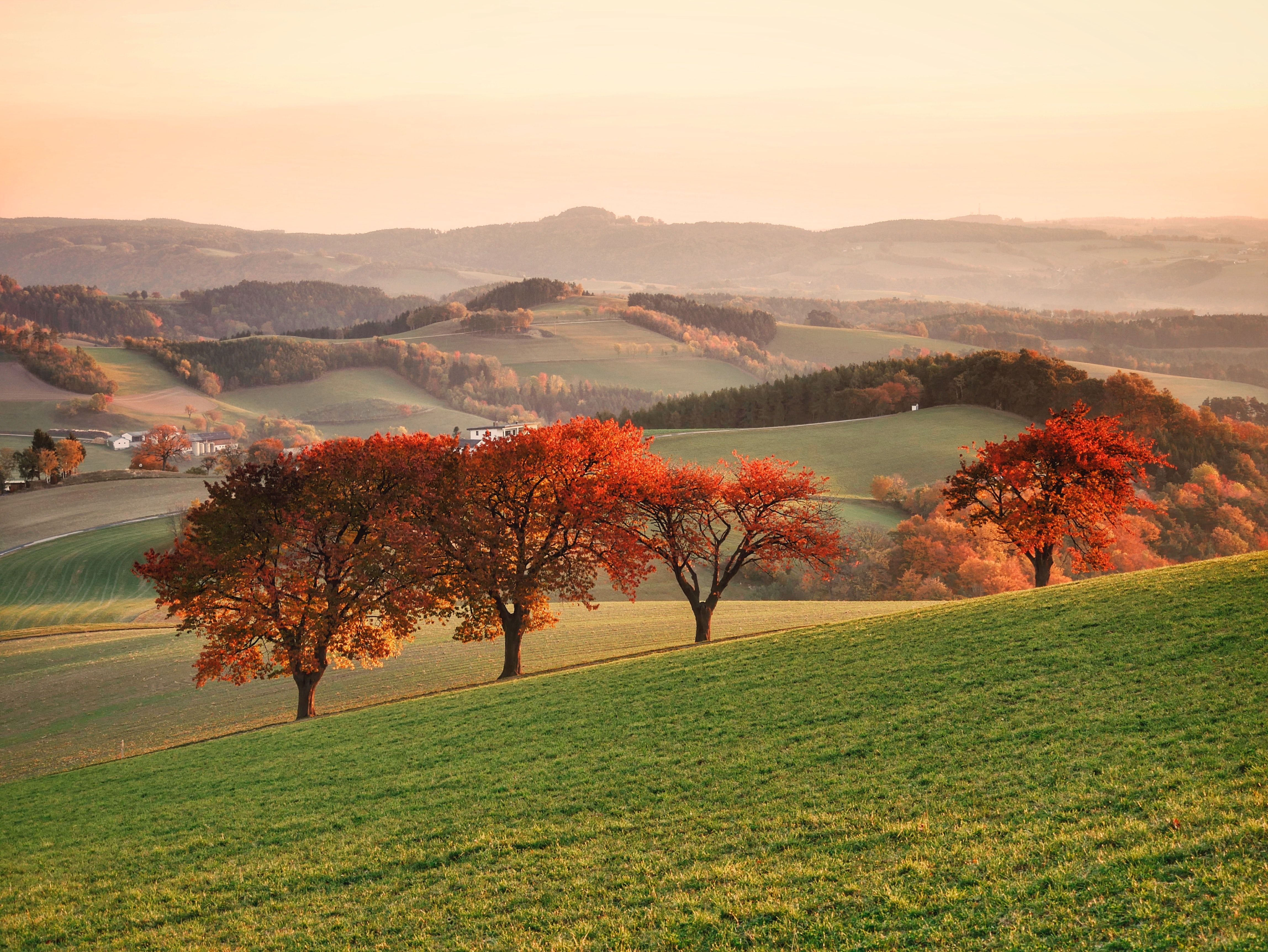 Photo of Trees on Hills · Free Stock Photo