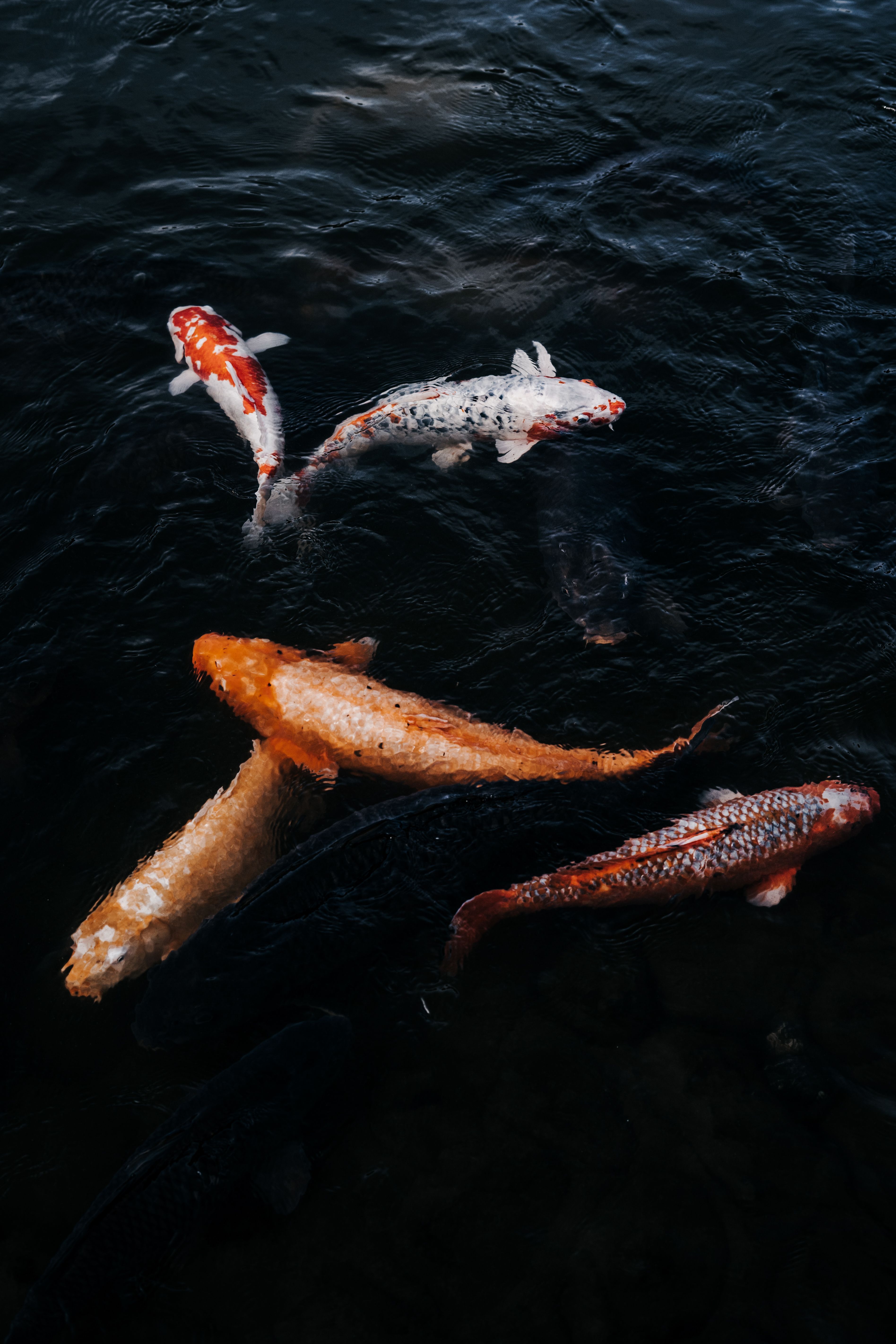 Fish Swimming in Water · Free Stock Photo