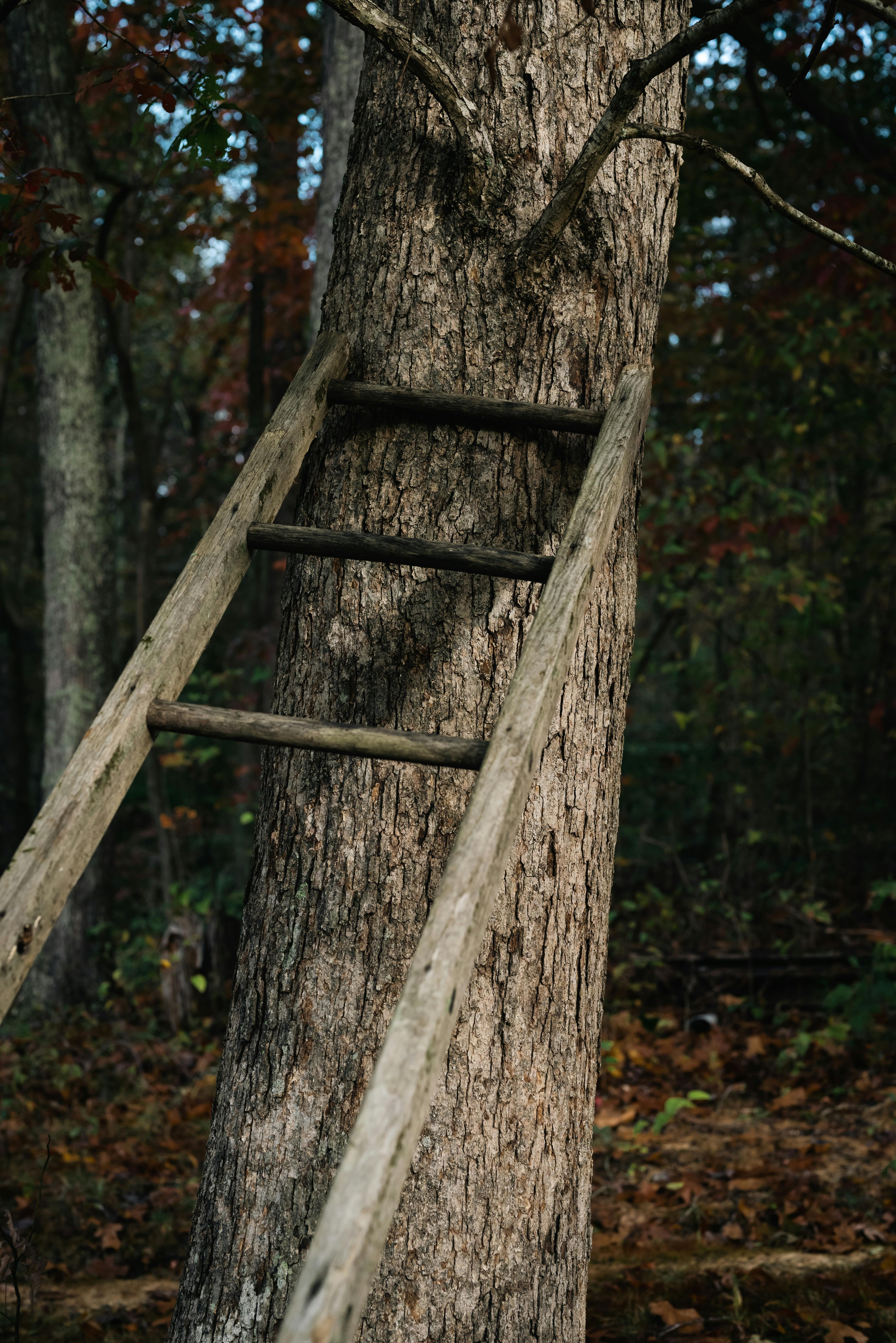 Brown Wooden Ladder on Tree Trunk · Free Stock Photo