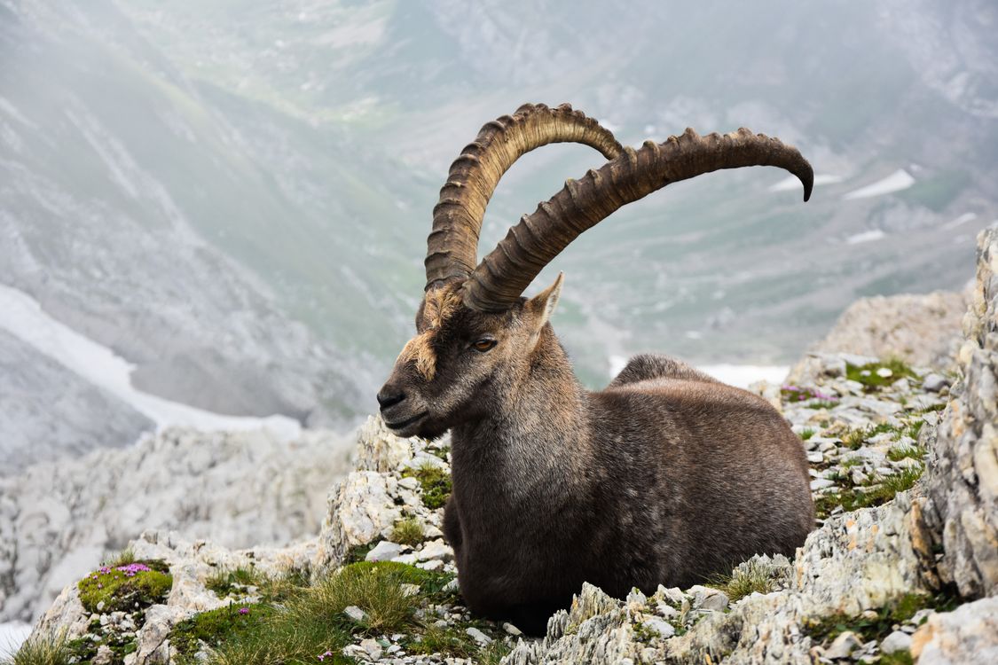 An Alpine Ibex Resting On A Higher Ground Free Stock Photo An Alpine Ibex Resting On A Higher Ground Free Stock Photo