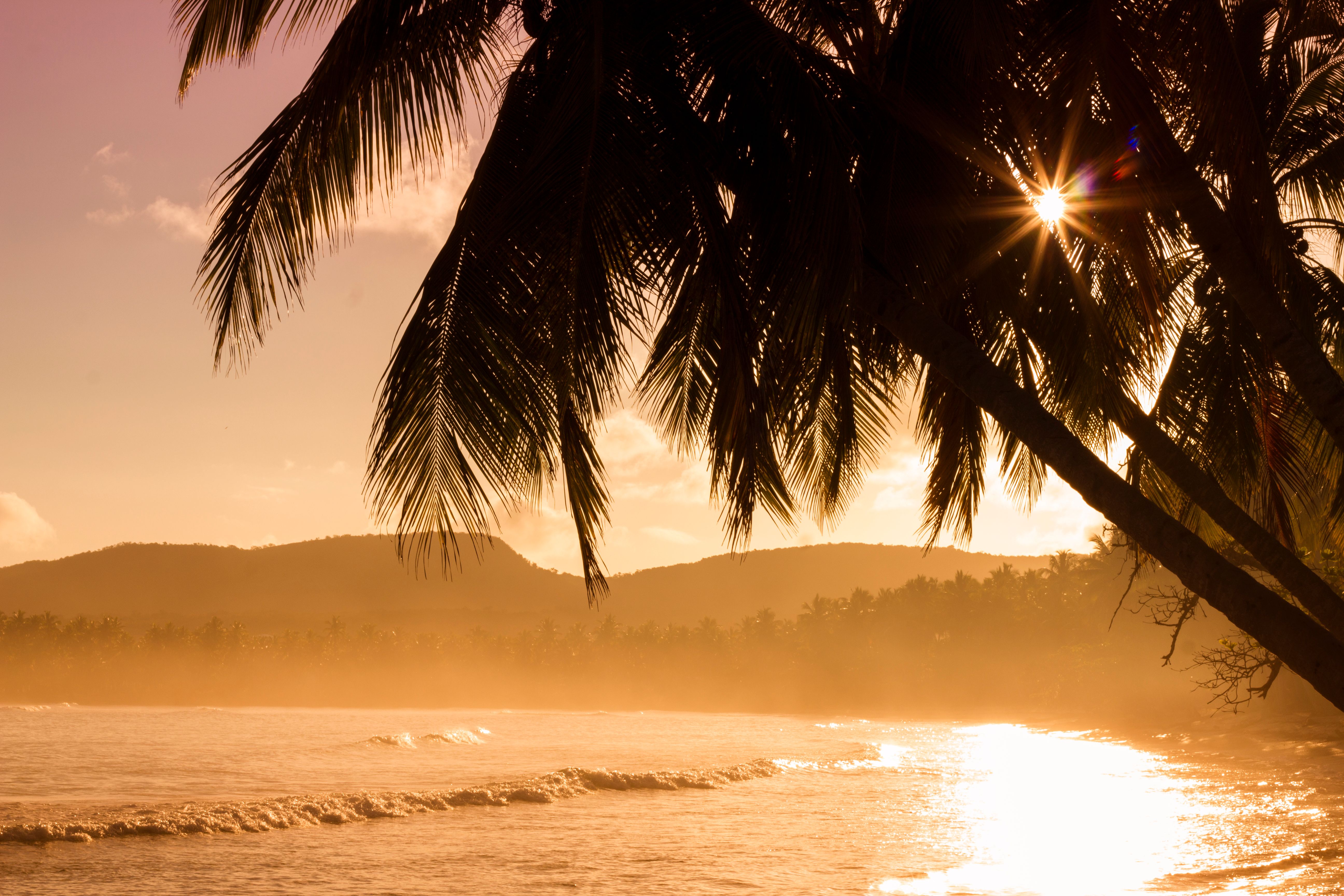Silhouette of Palm Tree Near Body of Eater · Free Stock Photo