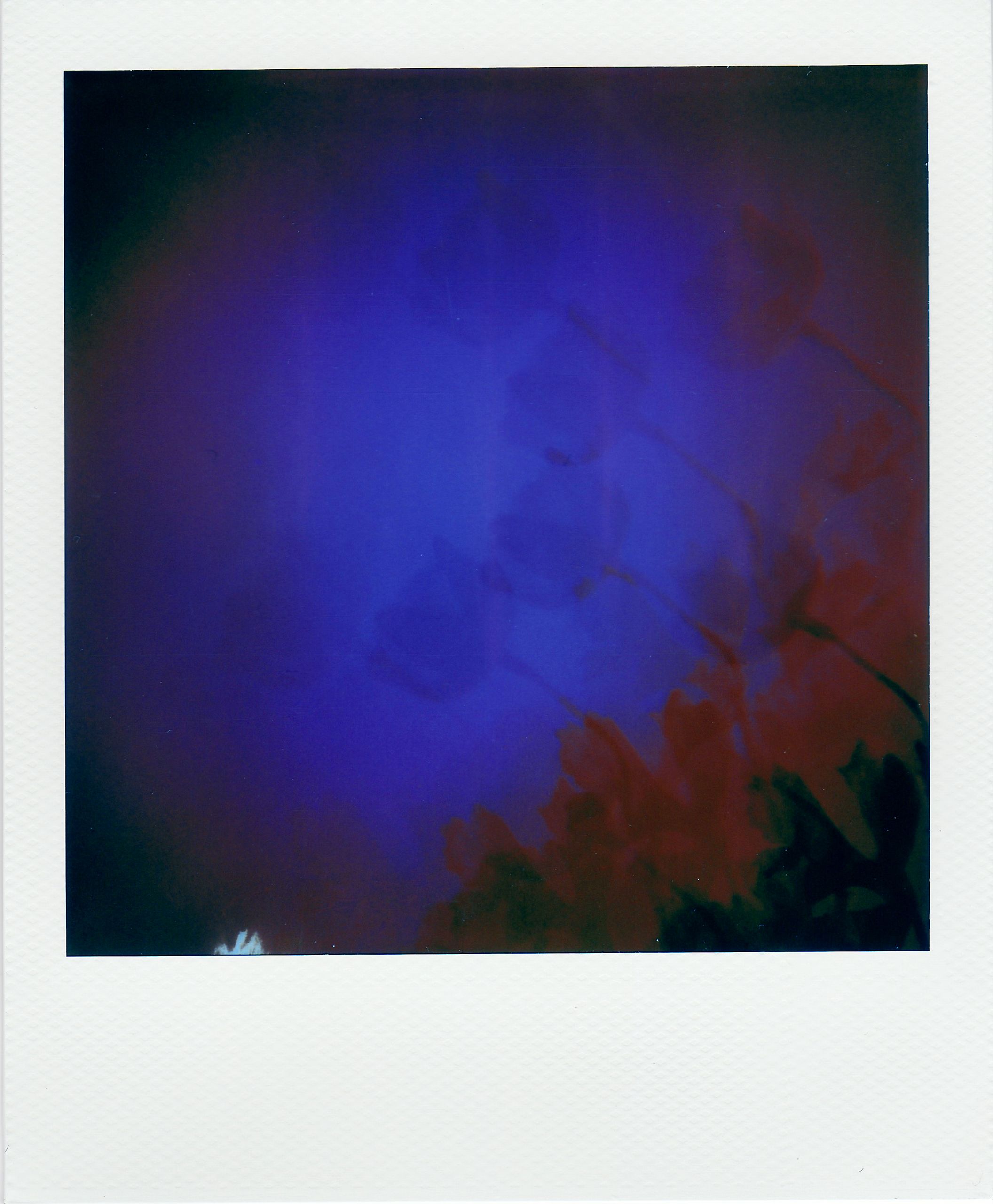 Polaroid Photo of Flower Bouquet with Blue Filter · Free Stock Photo