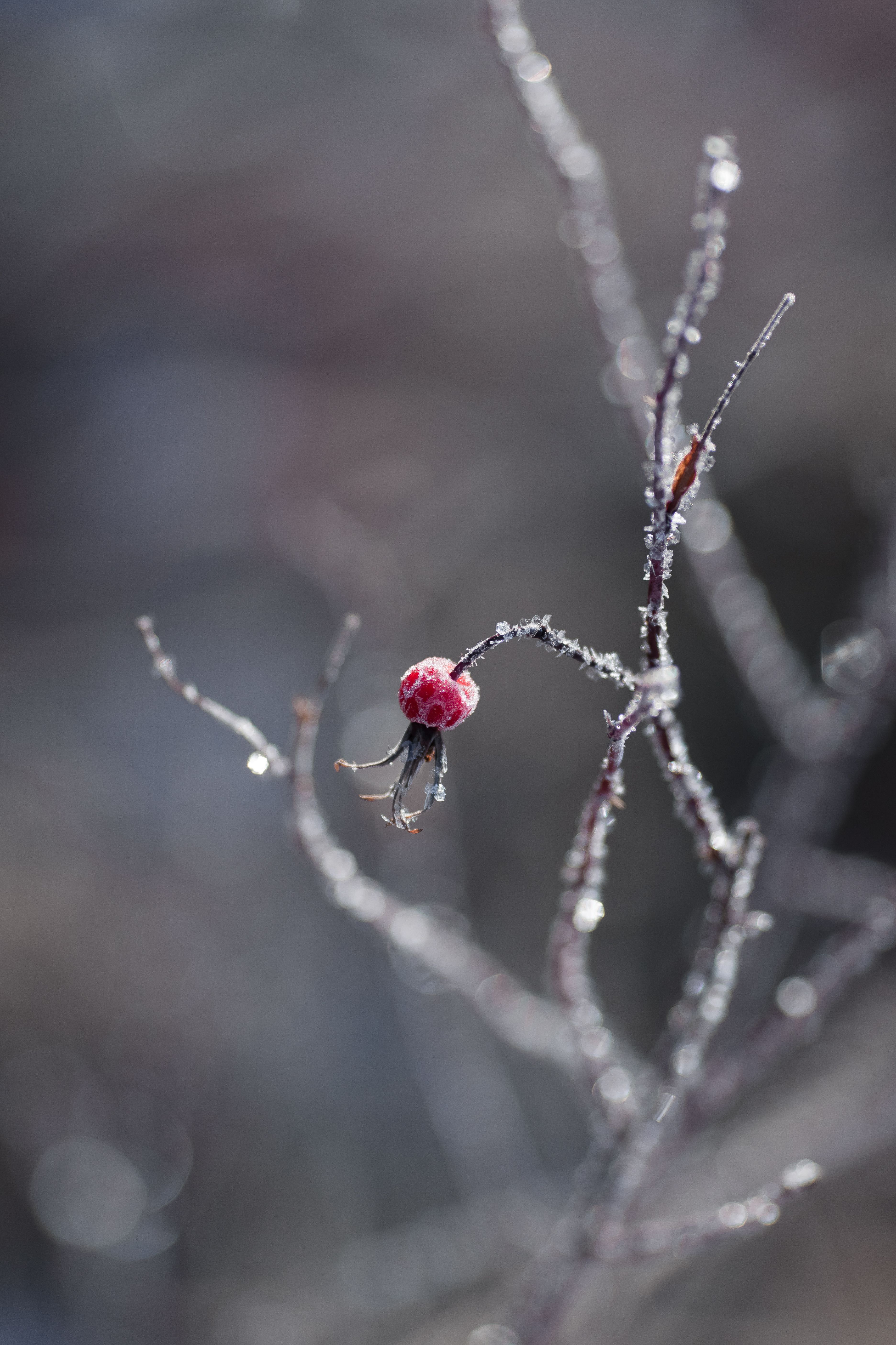 Single Red Chilly Photos, Download The BEST Free Single Red Chilly ...