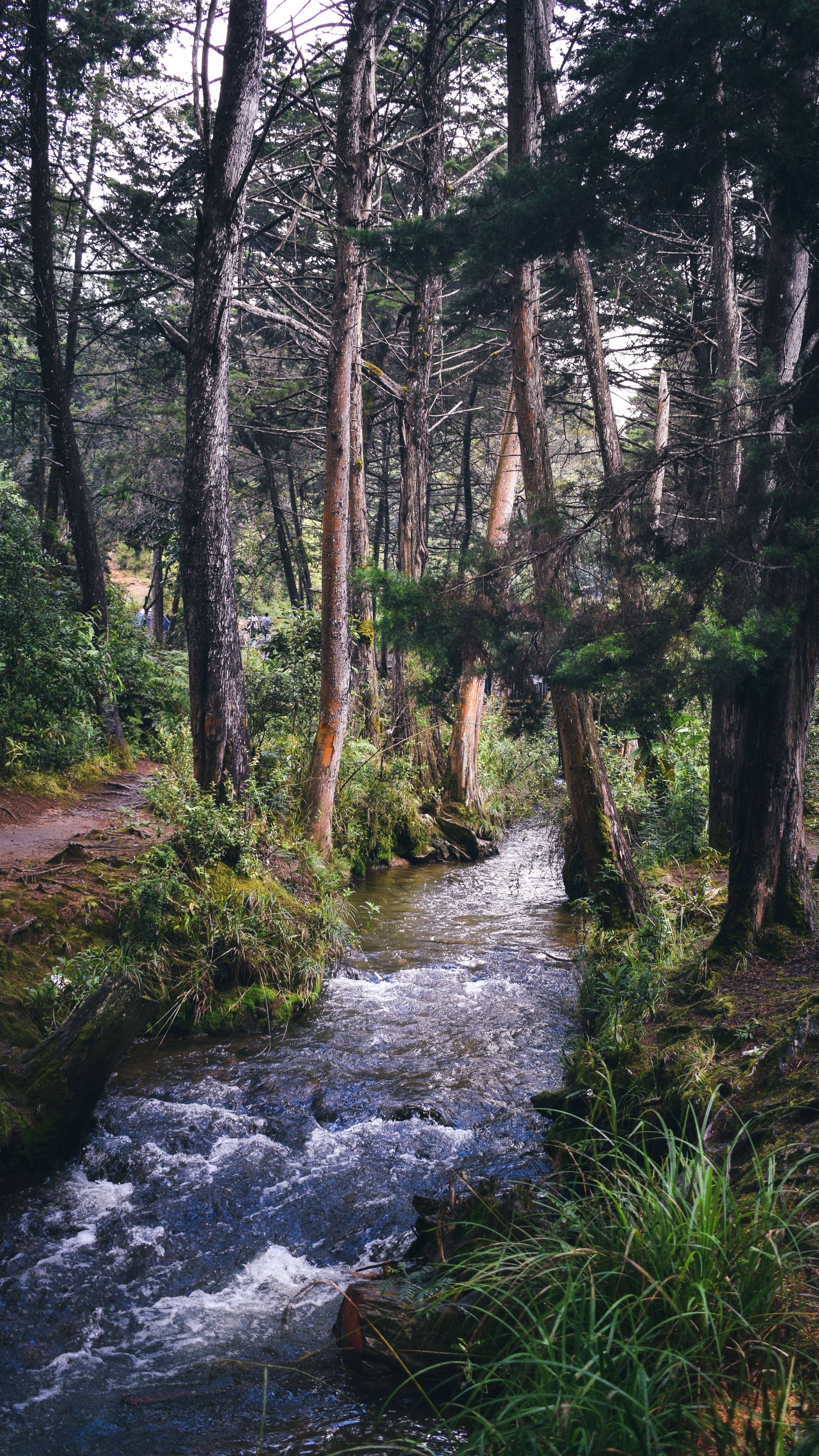 Photo of a River Between Trees · Free Stock Photo