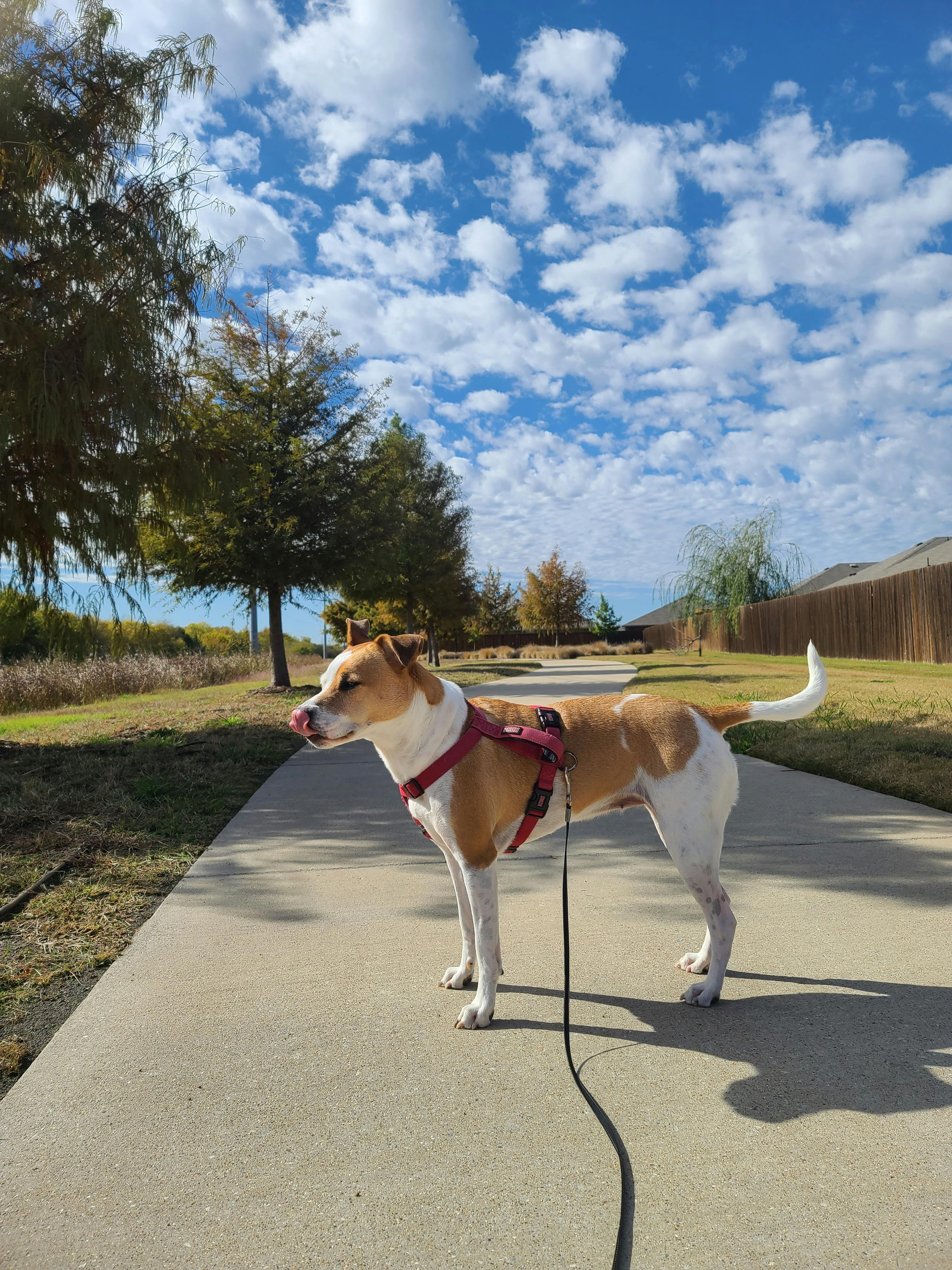 photo of Dog on a Path · Free Stock Photo