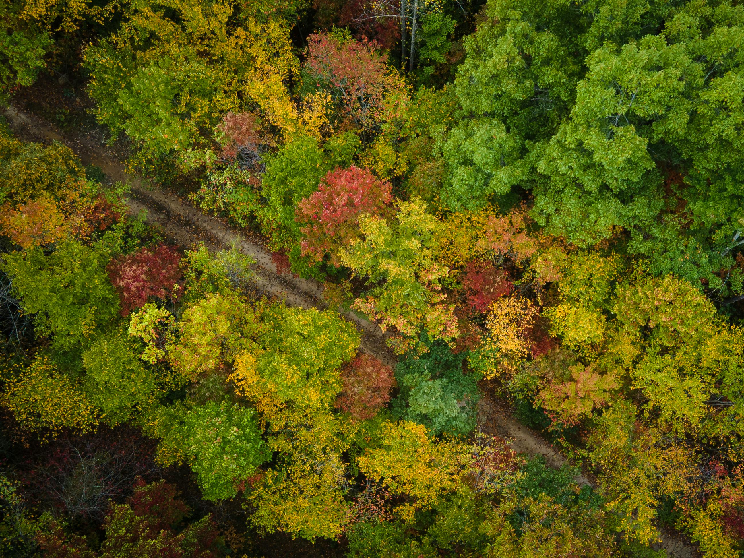 Aerial Photography of Trail in Between Trees · Free Stock Photo