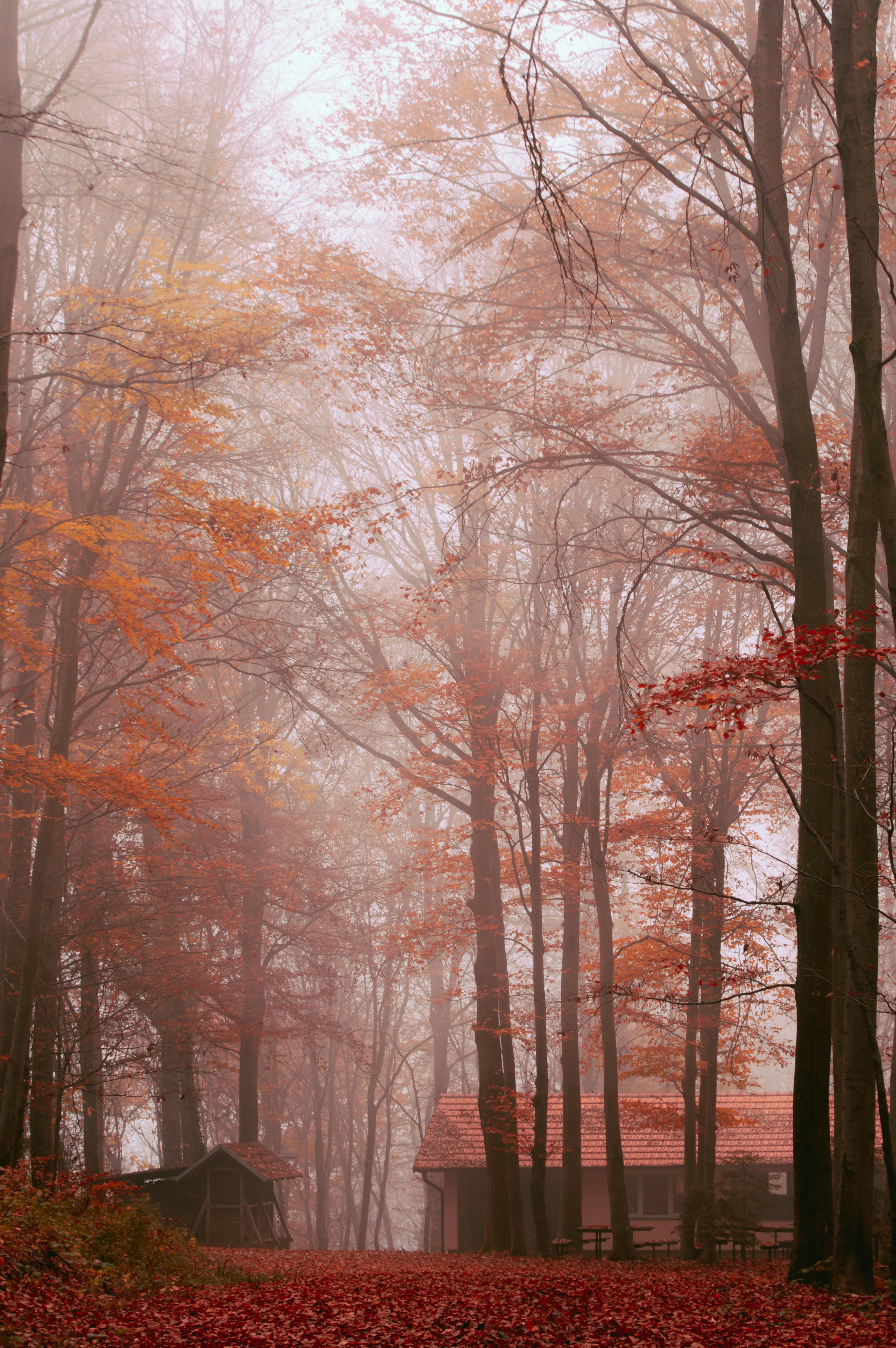 Red Trees · Free Stock Photo
