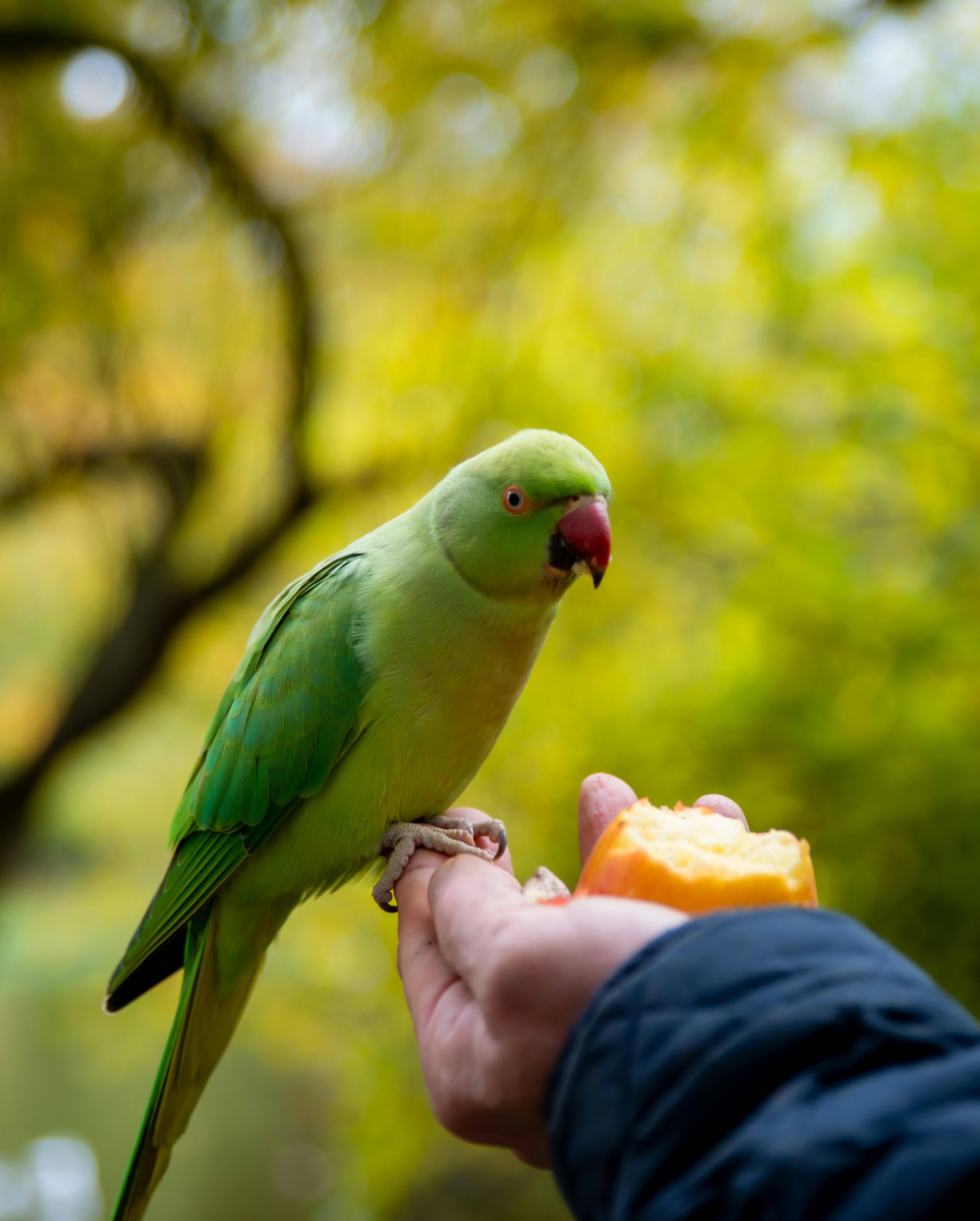 A Conure Bird in Close-Up Photography · Free Stock Photo