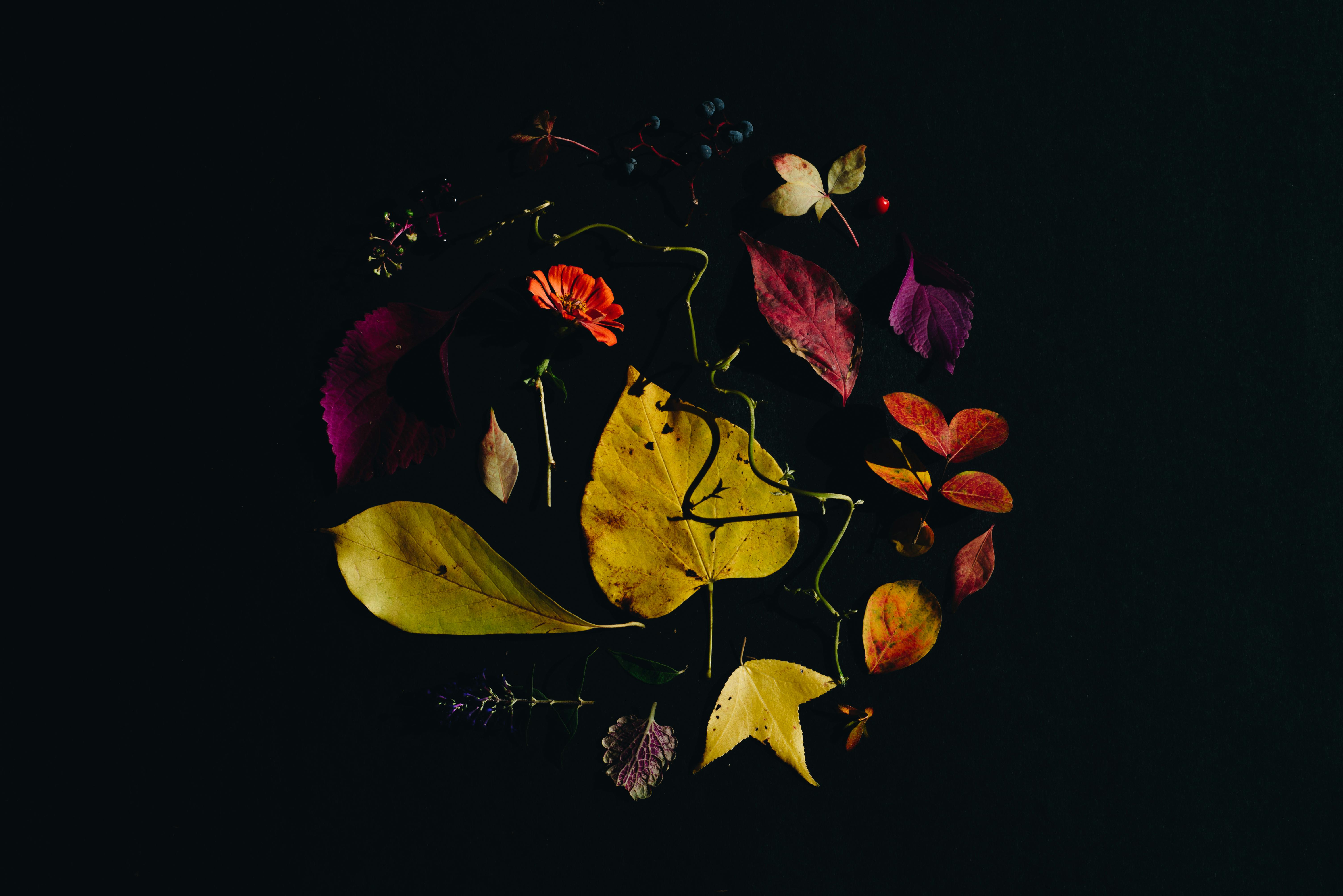 Circle from Colorful Flowers · Free Stock Photo