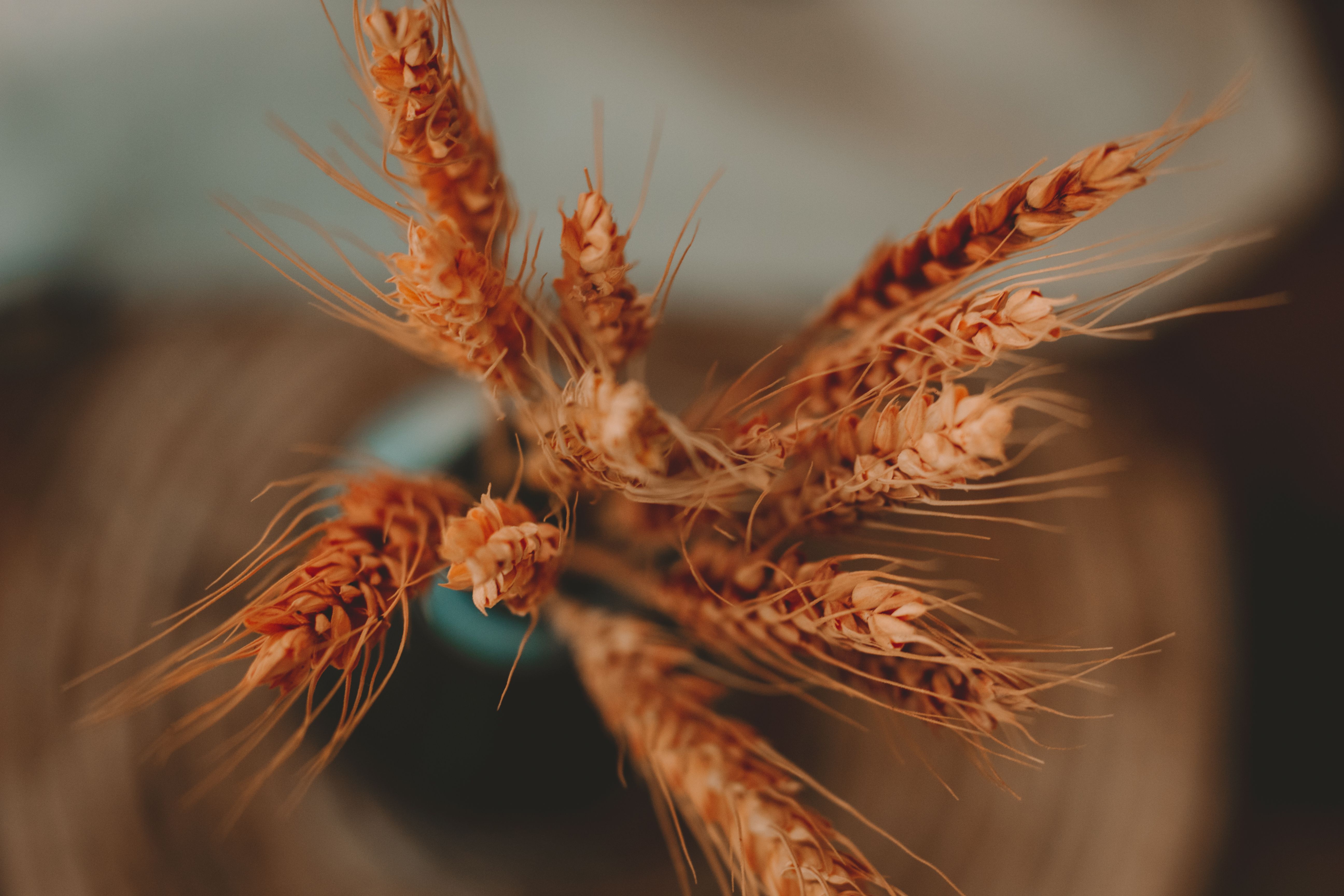 Close-up of Wheat Plant during Sunset · Free Stock Photo