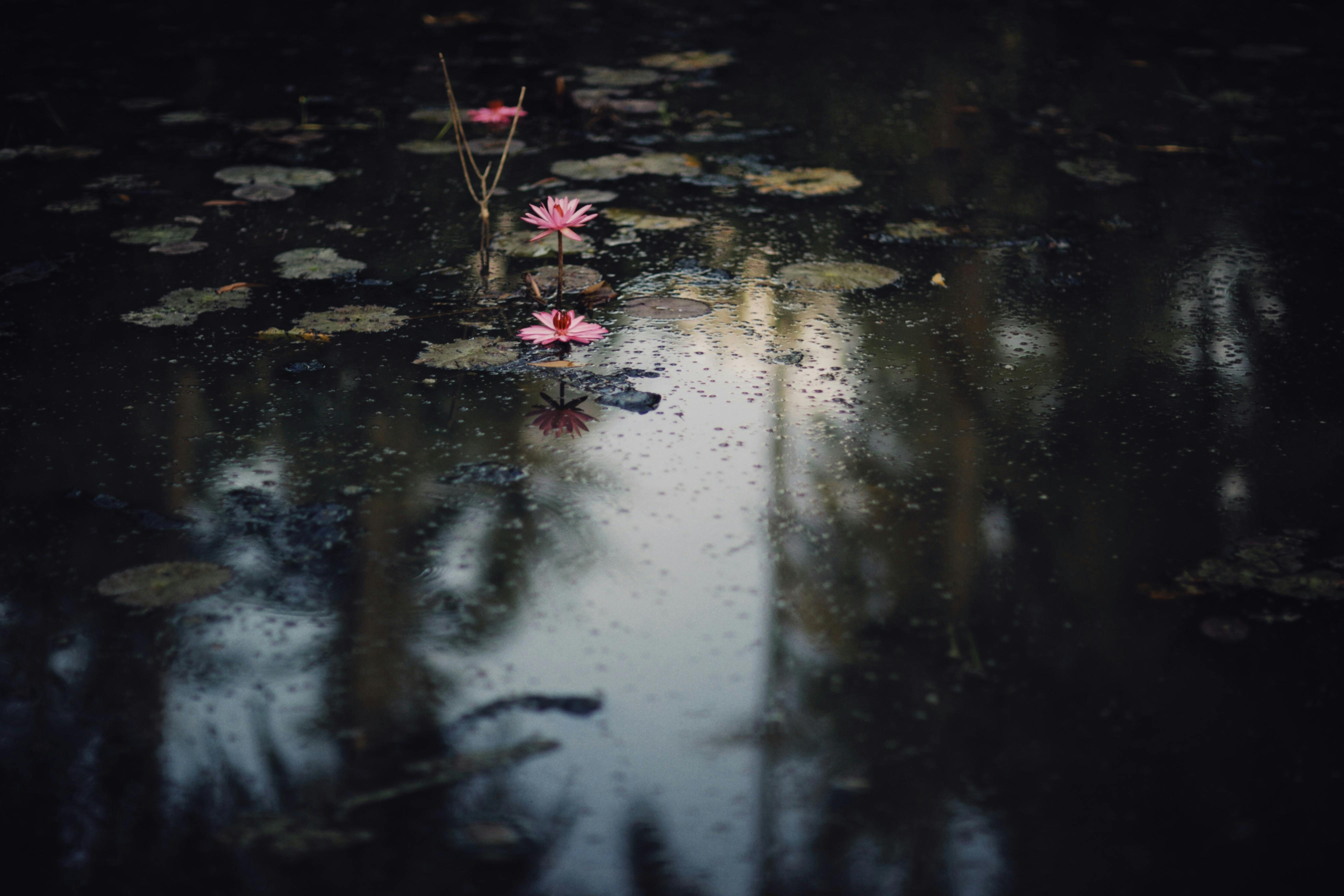 Water Lily and Lily Pads on Lake · Free Stock Photo