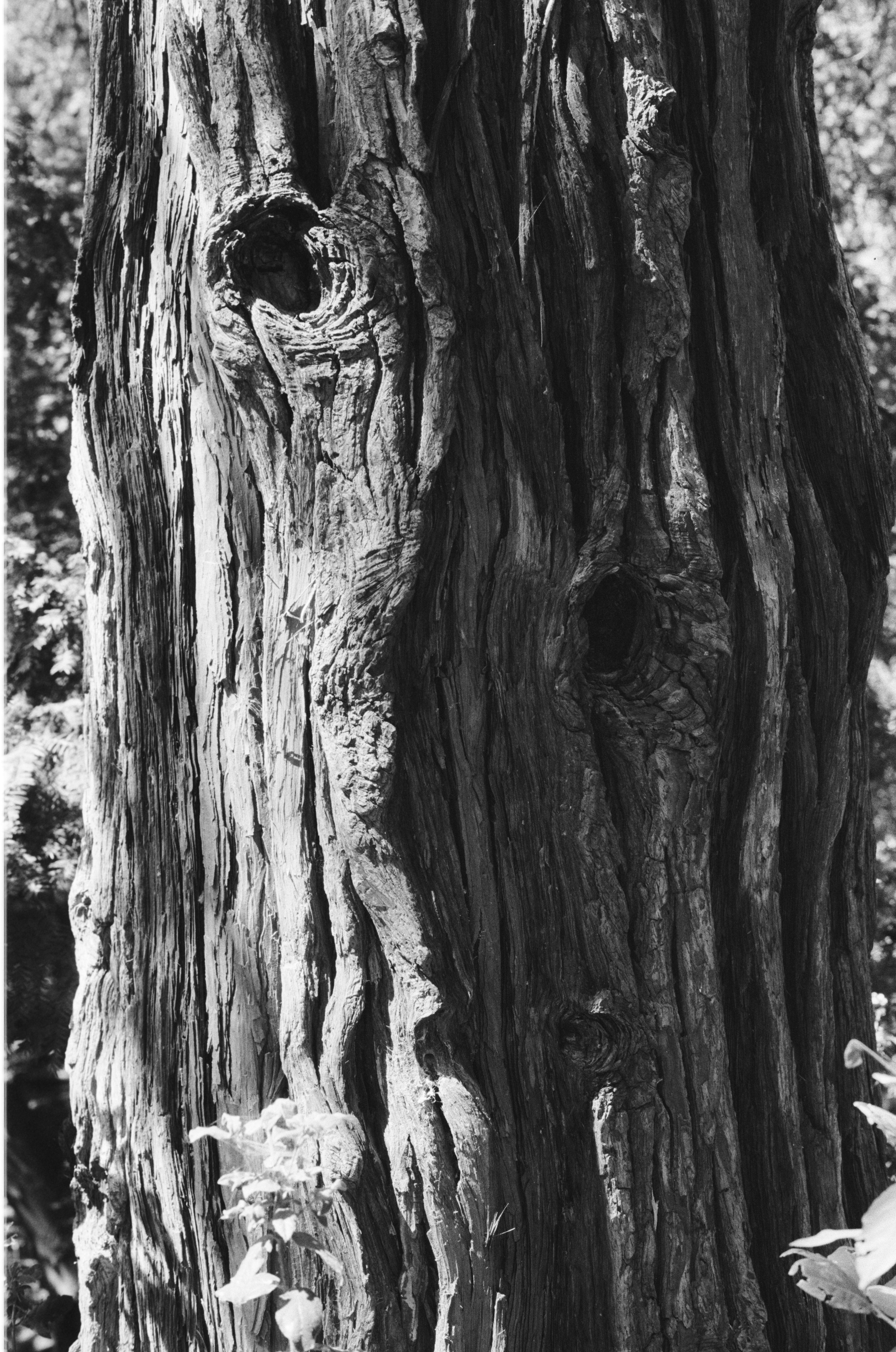 Grayscale Photo of a Tree Trunk · Free Stock Photo